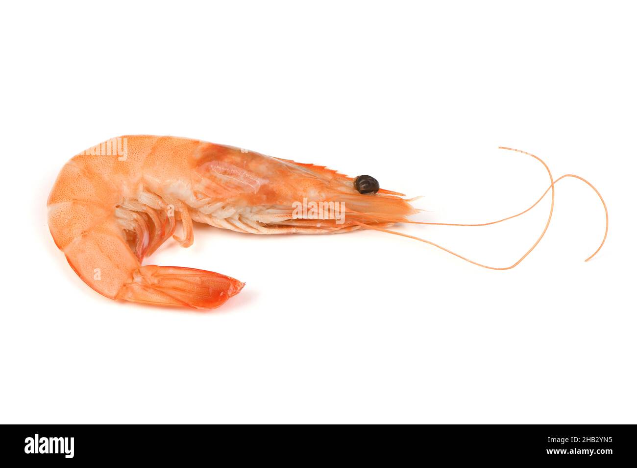 Perfectly retouched shrimp isolated on white. High resolution photo ...