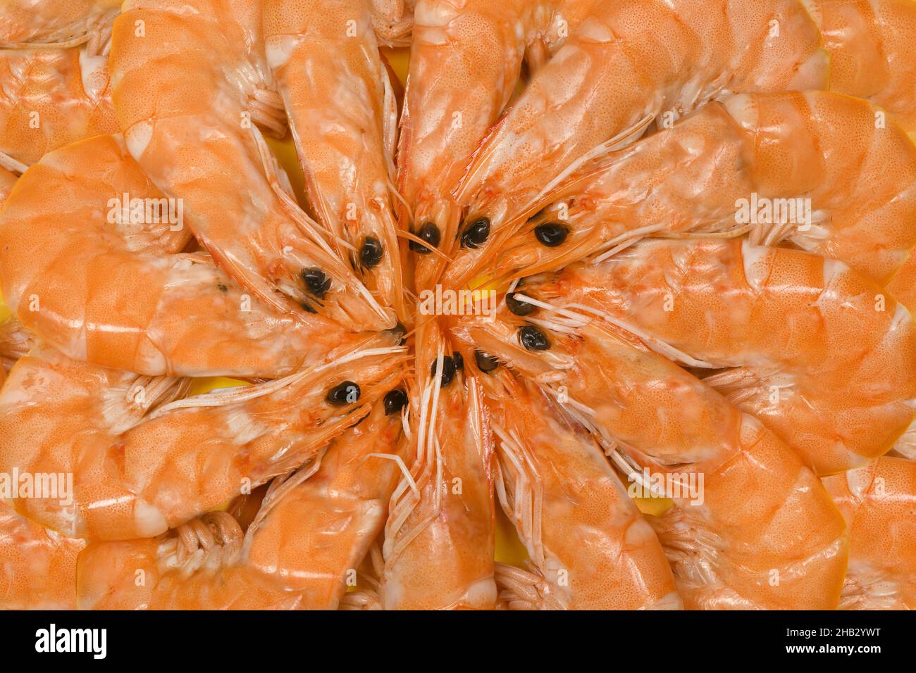 Background made of shrimp. High resolution photo. Full depth of field ...