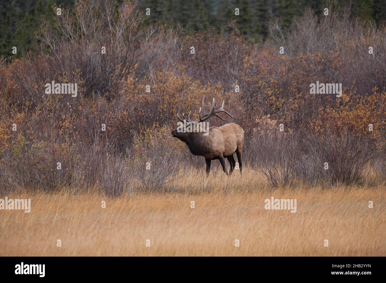 Wild Elk in Autumn willows (Wapiti/Cervus canadensis), Jasper National ...