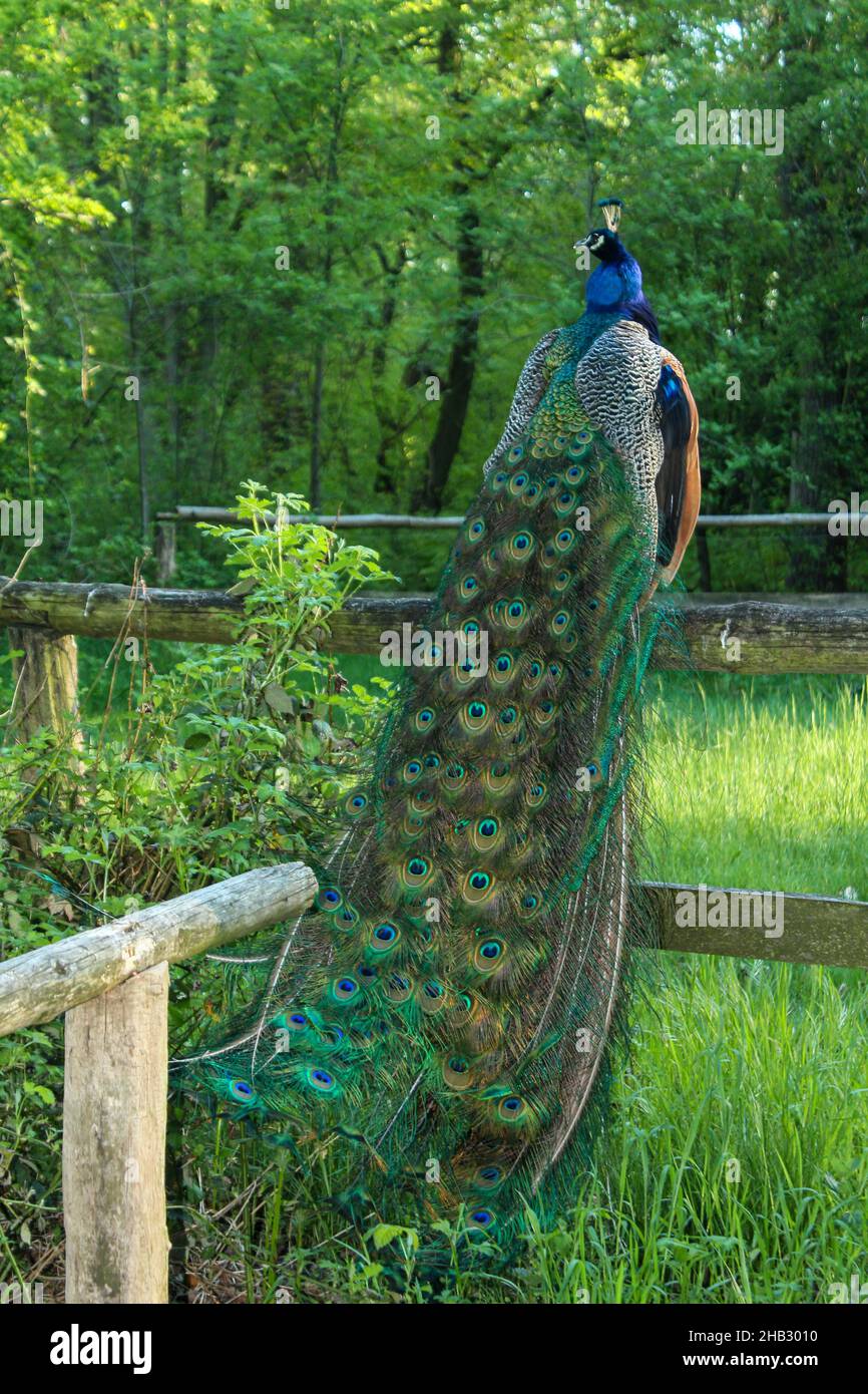 A beautiful peacock sitting on a fence on the peacock island in Berlin ...