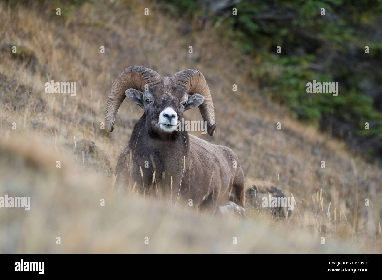Rocky Mountain Bighorn Sheep Ram (Ovis canadensis), Jasper National ...