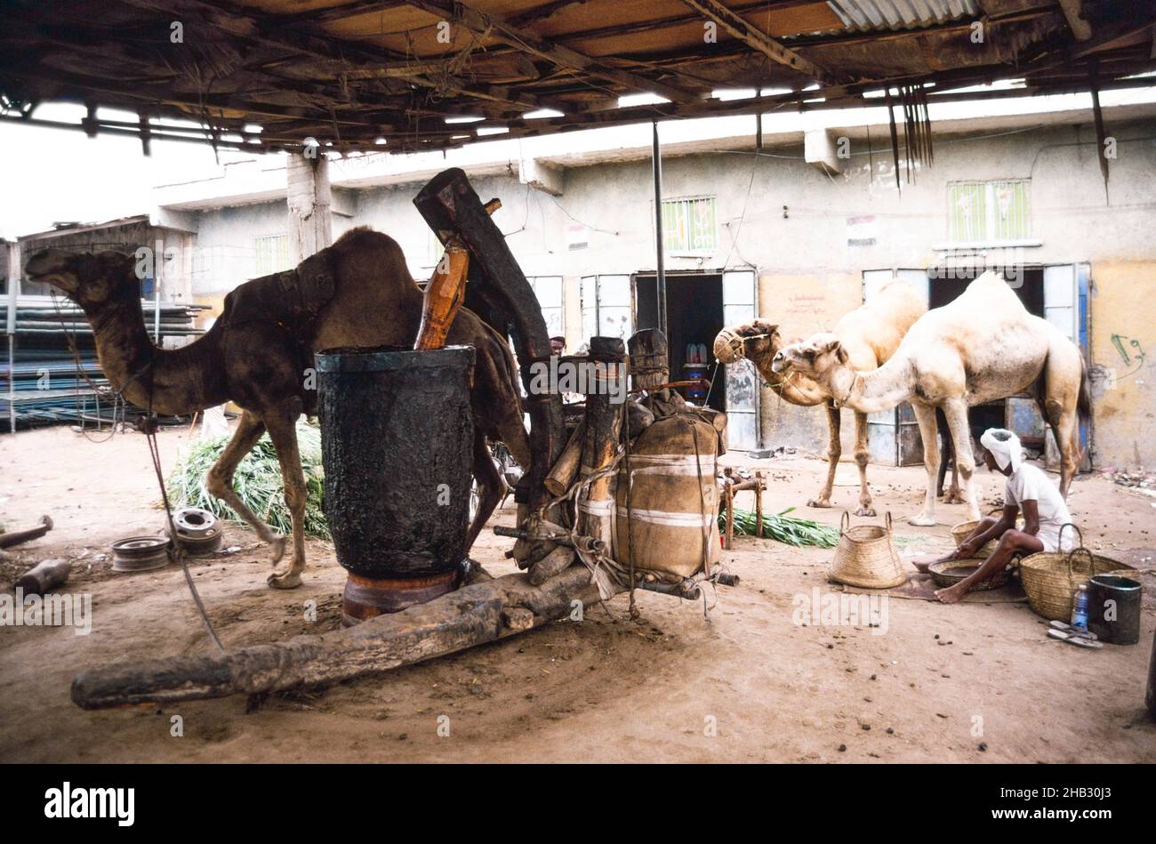 Camel walking around machinery milling millet in Yemen, 1998 Stock ...