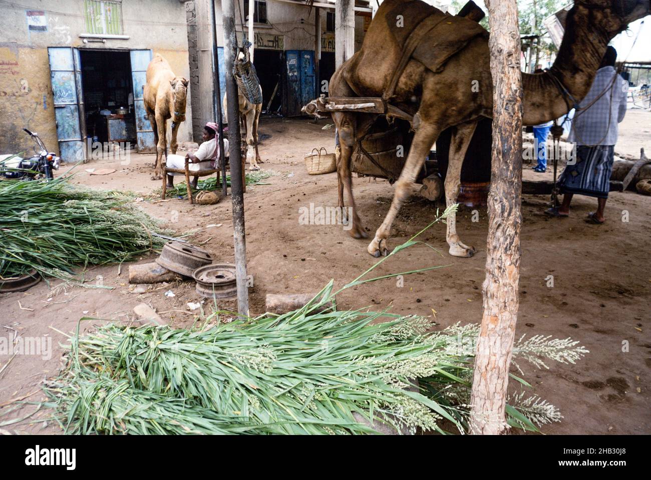 Camel walking around machinery milling millet in Yemen, 1998 Stock ...