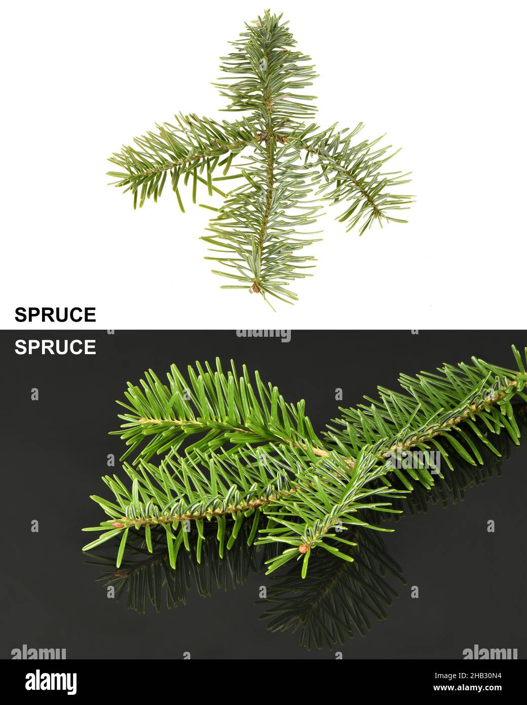 Creative layout made of spruce branch. High resolution photo. Full ...