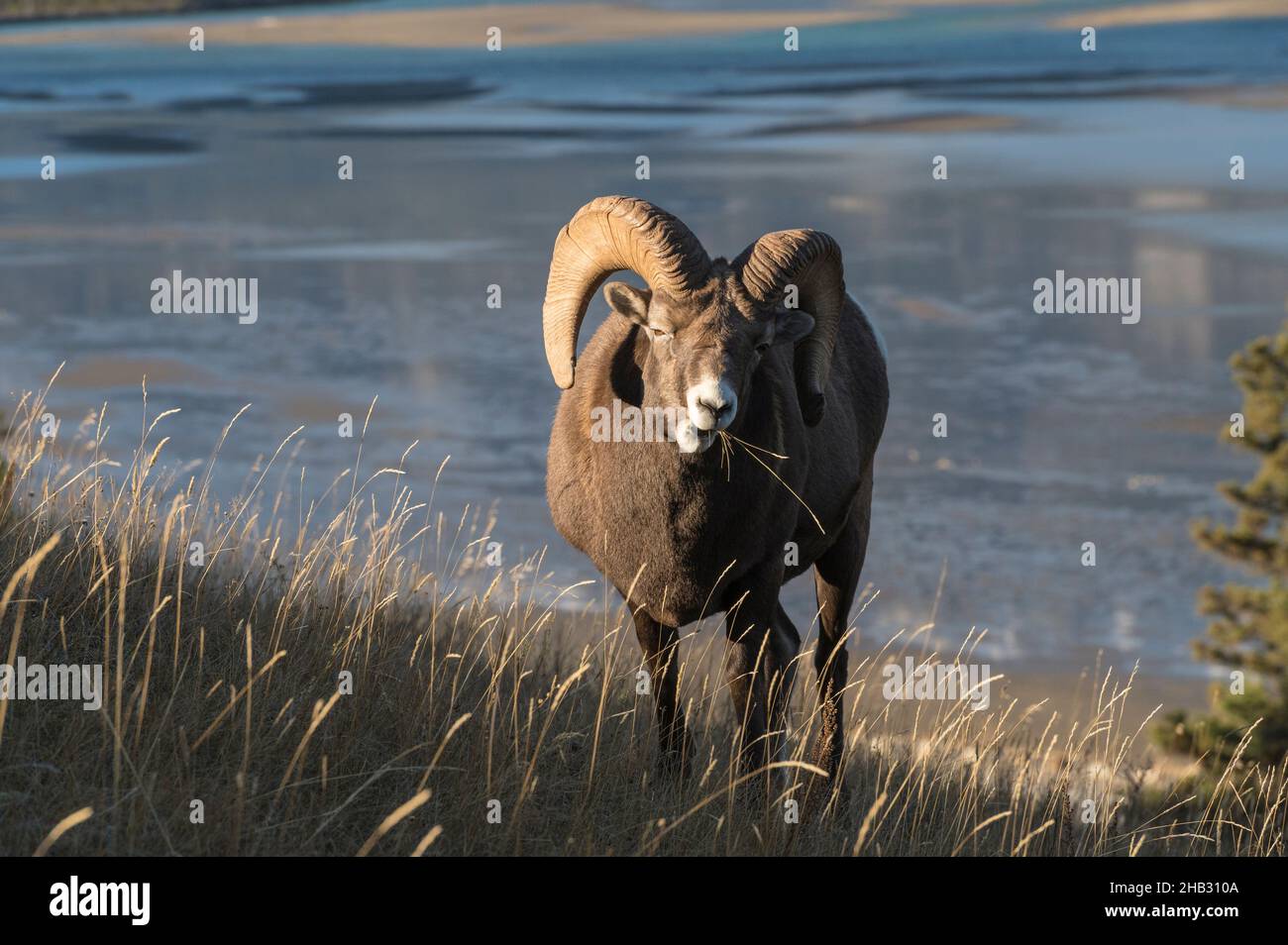 Rocky Mountain Bighorn Sheep Ram (Ovis canadensis), Jasper National ...