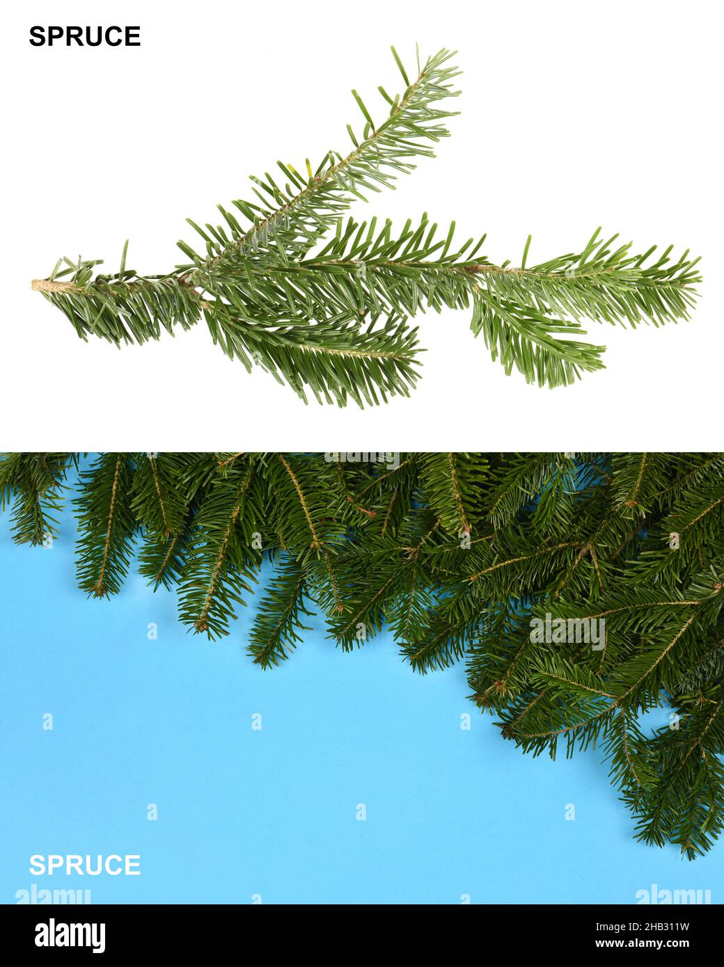 Creative layout made of spruce branch. High resolution photo. Full depth of field Stock Photo ...