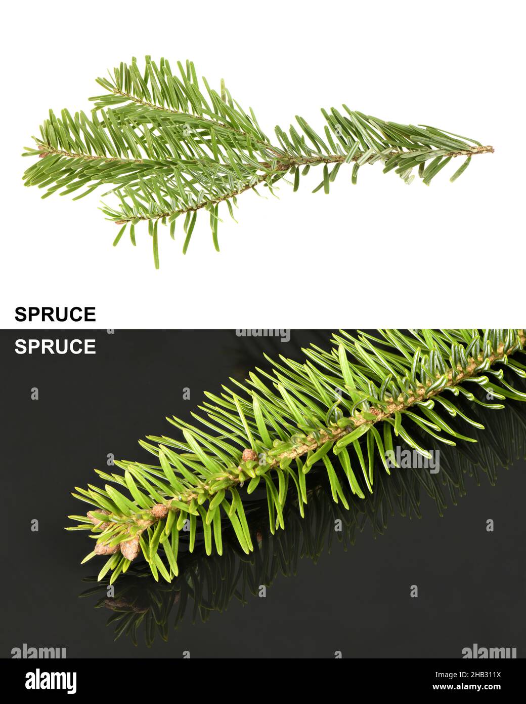 Creative layout made of spruce branch. High resolution photo. Full depth of field Stock Photo ...