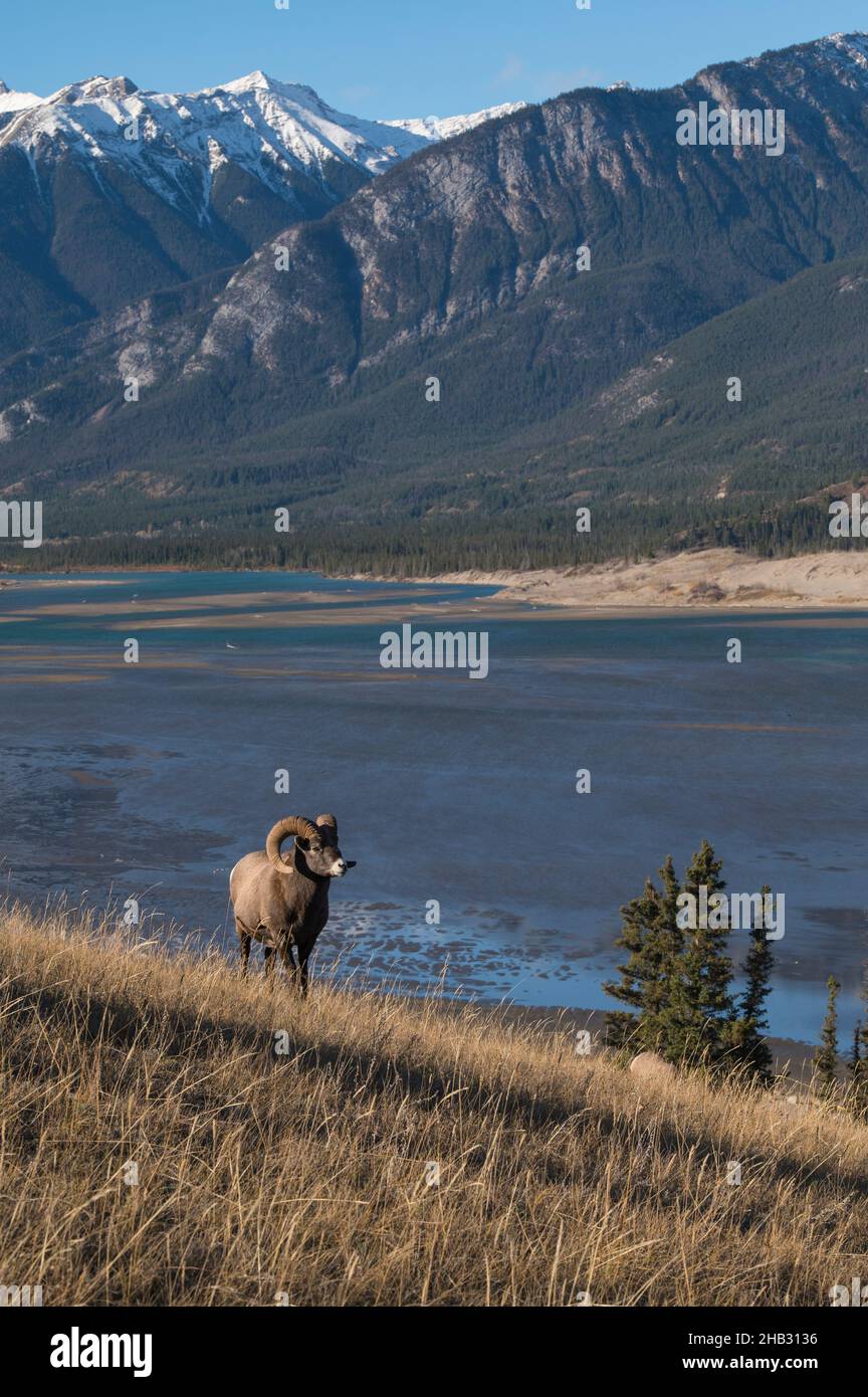 Rocky Mountain Bighorn Sheep Ram (Ovis canadensis), Jasper National ...