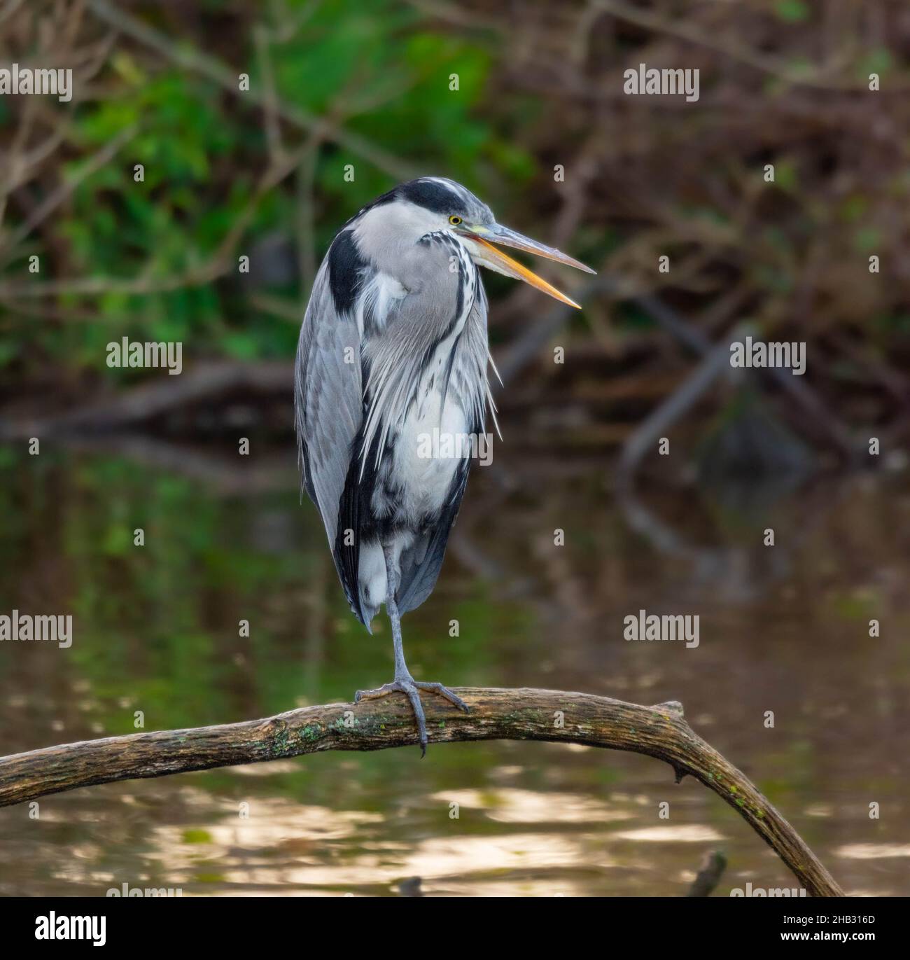 Large wading birds hi-res stock photography and images - Alamy