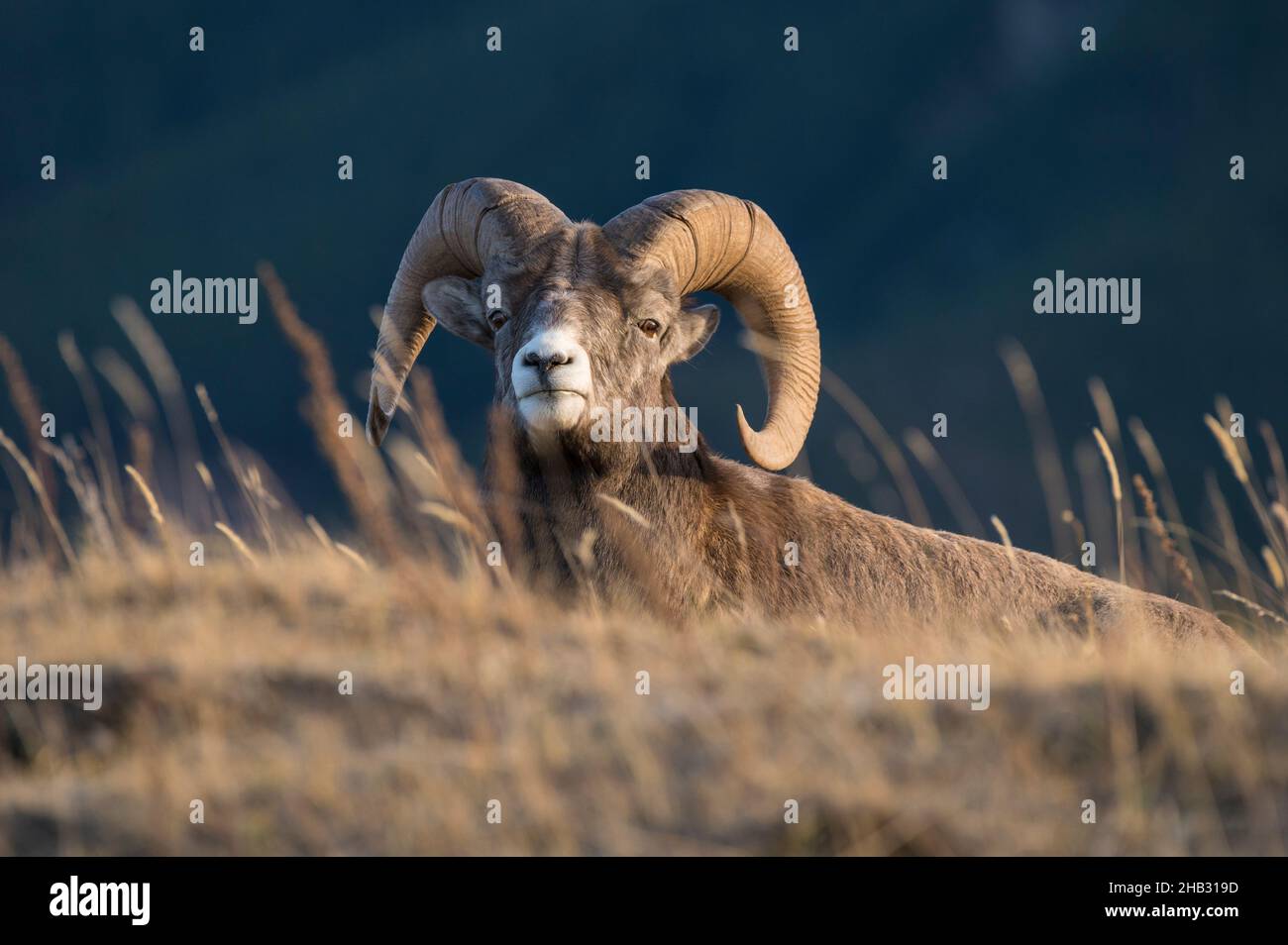Rocky mountain bighorn sheep ram hi-res stock photography and images ...