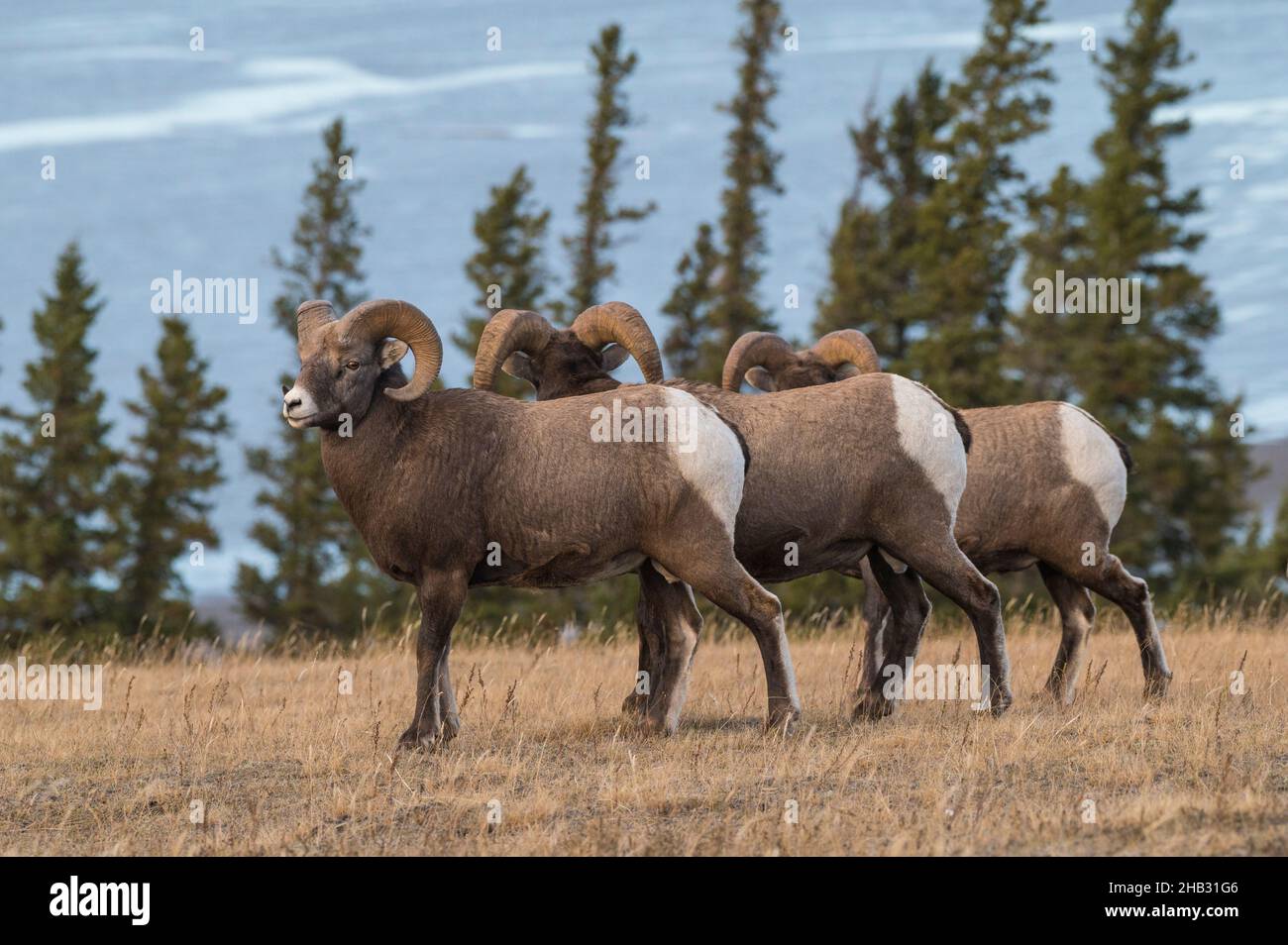 Rocky Mountain Bighorn Sheep Rams (Ovis canadensis), Jasper National ...