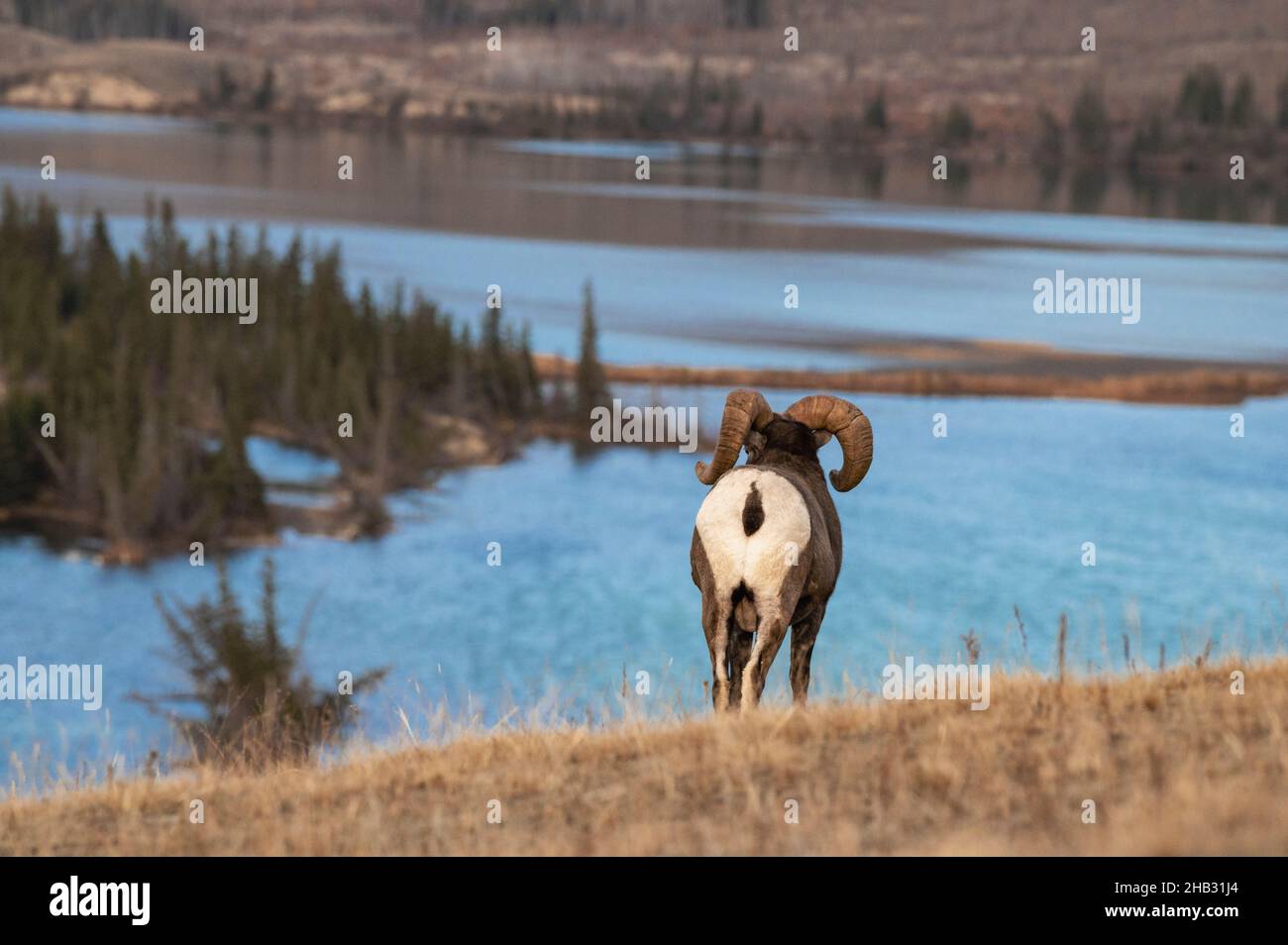 Rocky Mountain Bighorn Sheep Ram (Ovis canadensis), Jasper National ...