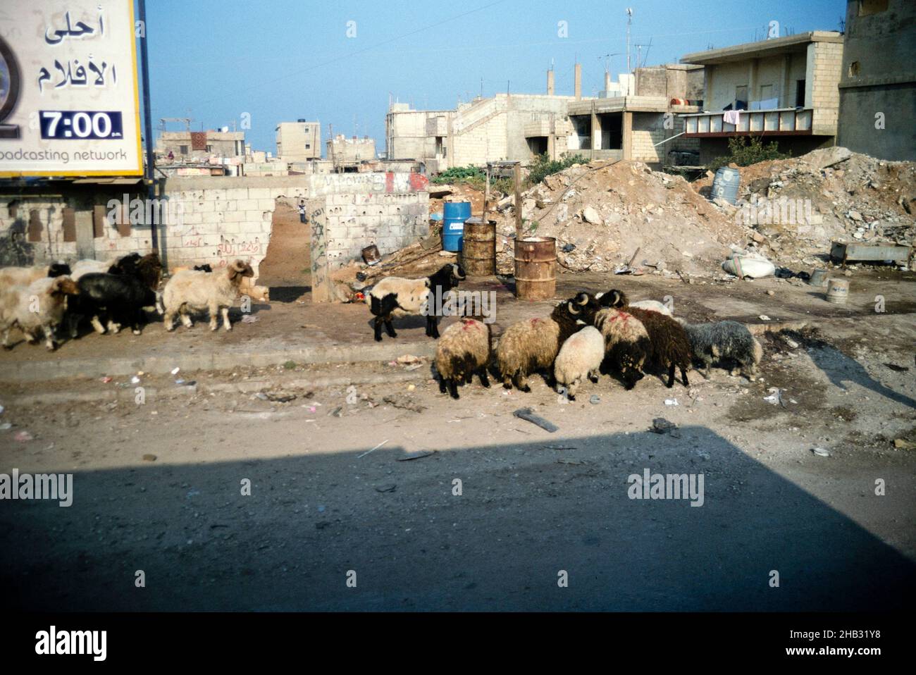 Sheep grazing on rubble strewn streets of Beirut, Lebanon in 1998 Stock ...