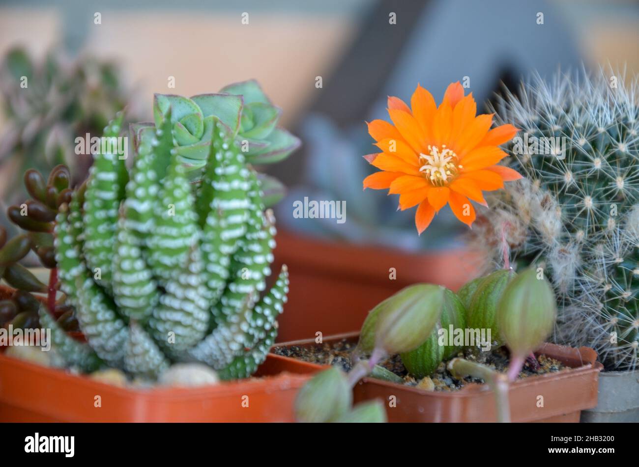 Orange flower of cactus bloom at the balcony Stock Photo - Alamy