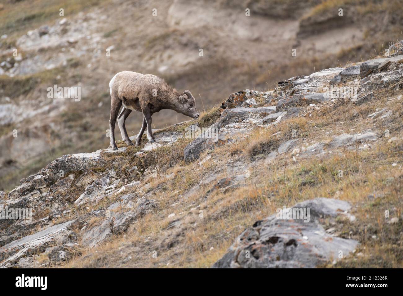 Rocky Mountain Bighorn Sheep Lamb (Ovis canadensis), Jasper National ...