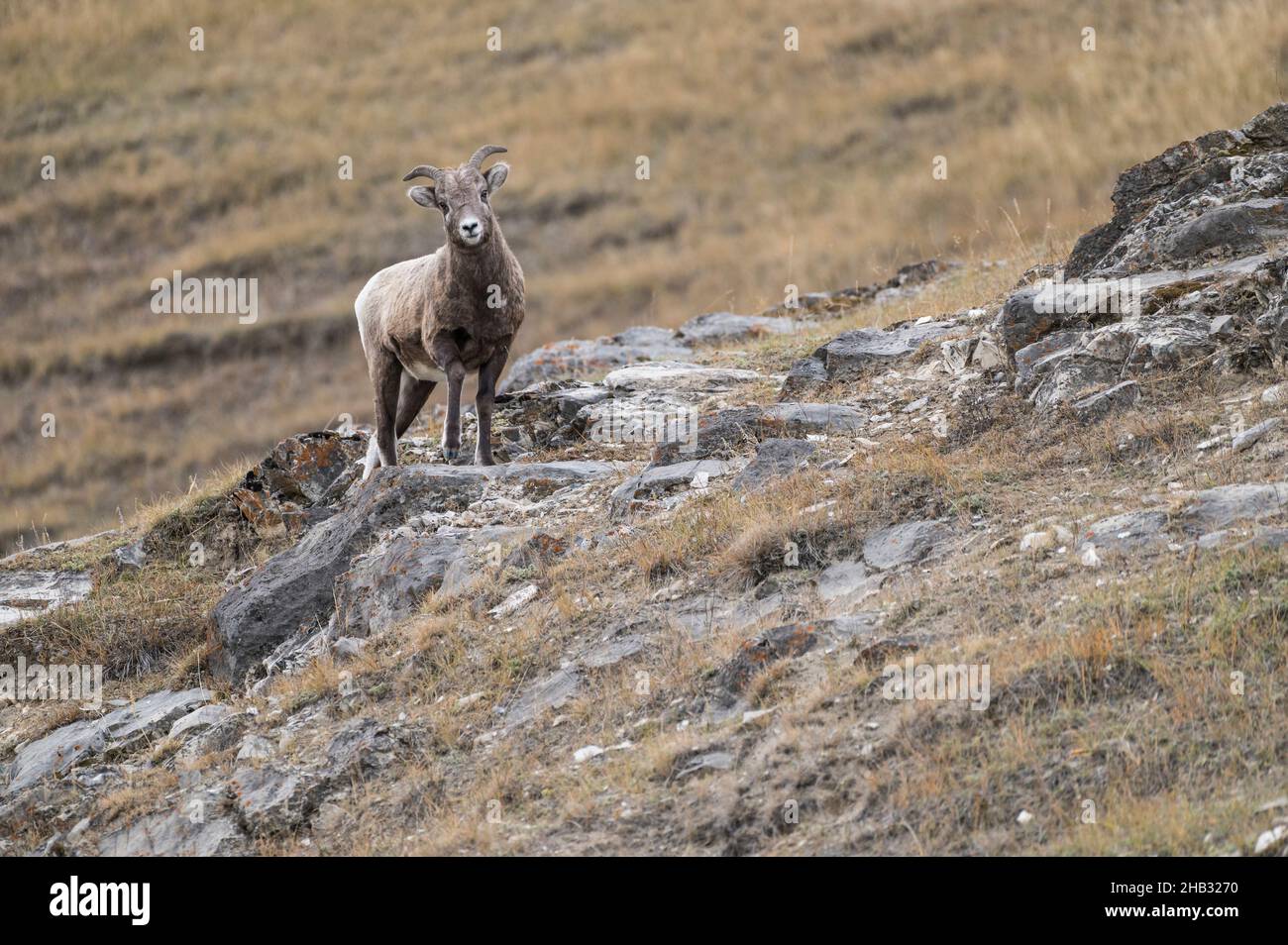 Rocky Mountain Bighorn Sheep Lamb (Ovis canadensis), Jasper National ...