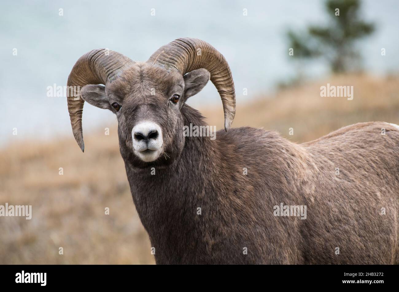 Bihorn ram hi-res stock photography and images - Alamy