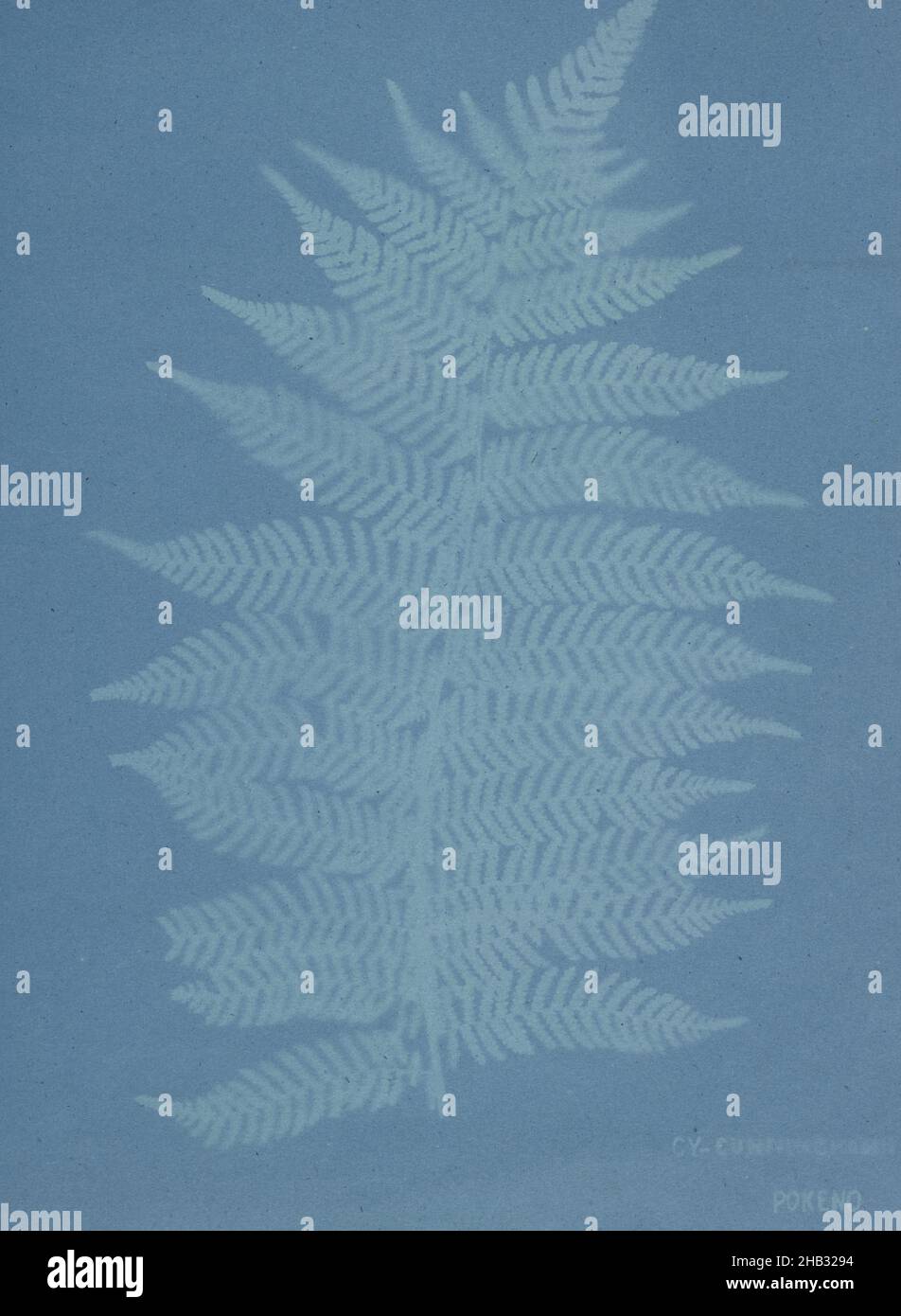 Cyathea cunninghamii, Pokeno. From the album: New Zealand ferns. 167 ...