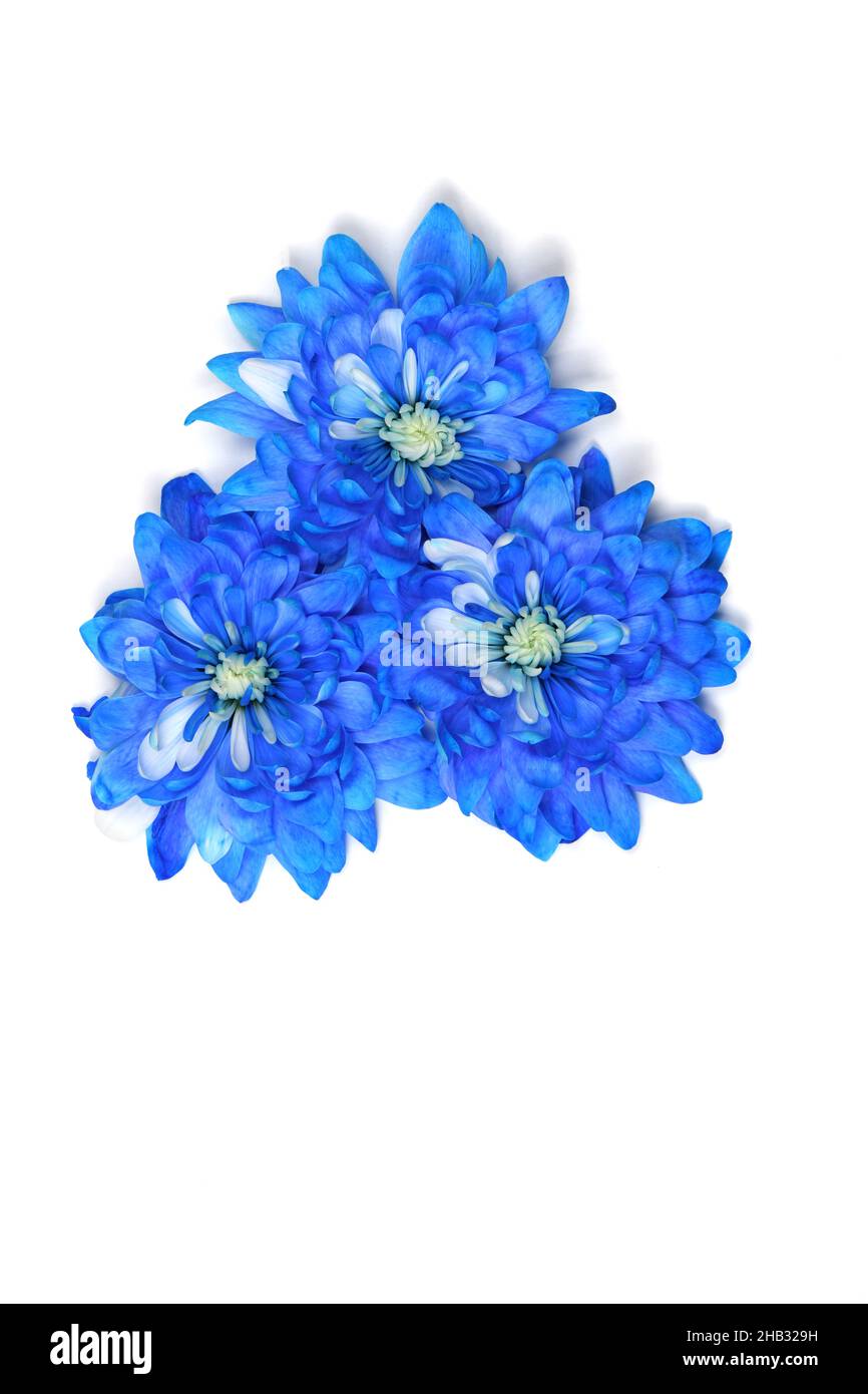 Blue chrysanthemum flower (Chrysanthemum indicum) isolated on white ...