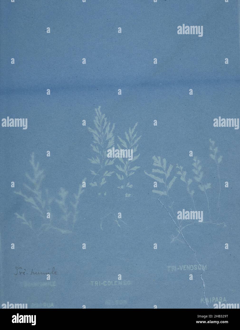 Trichomanes venosum hi-res stock photography and images - Alamy