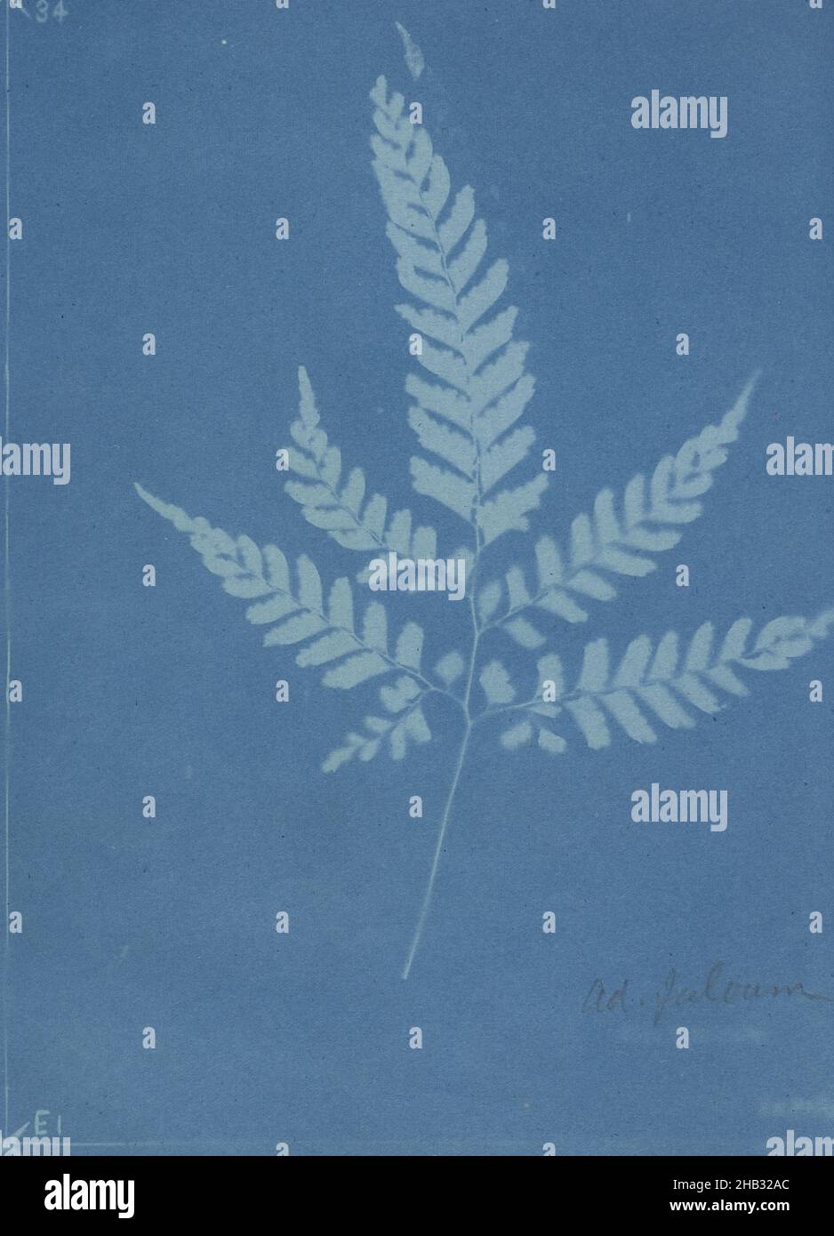 Fern. From the album: New Zealand ferns. 167 varieties, Eric Craig ...