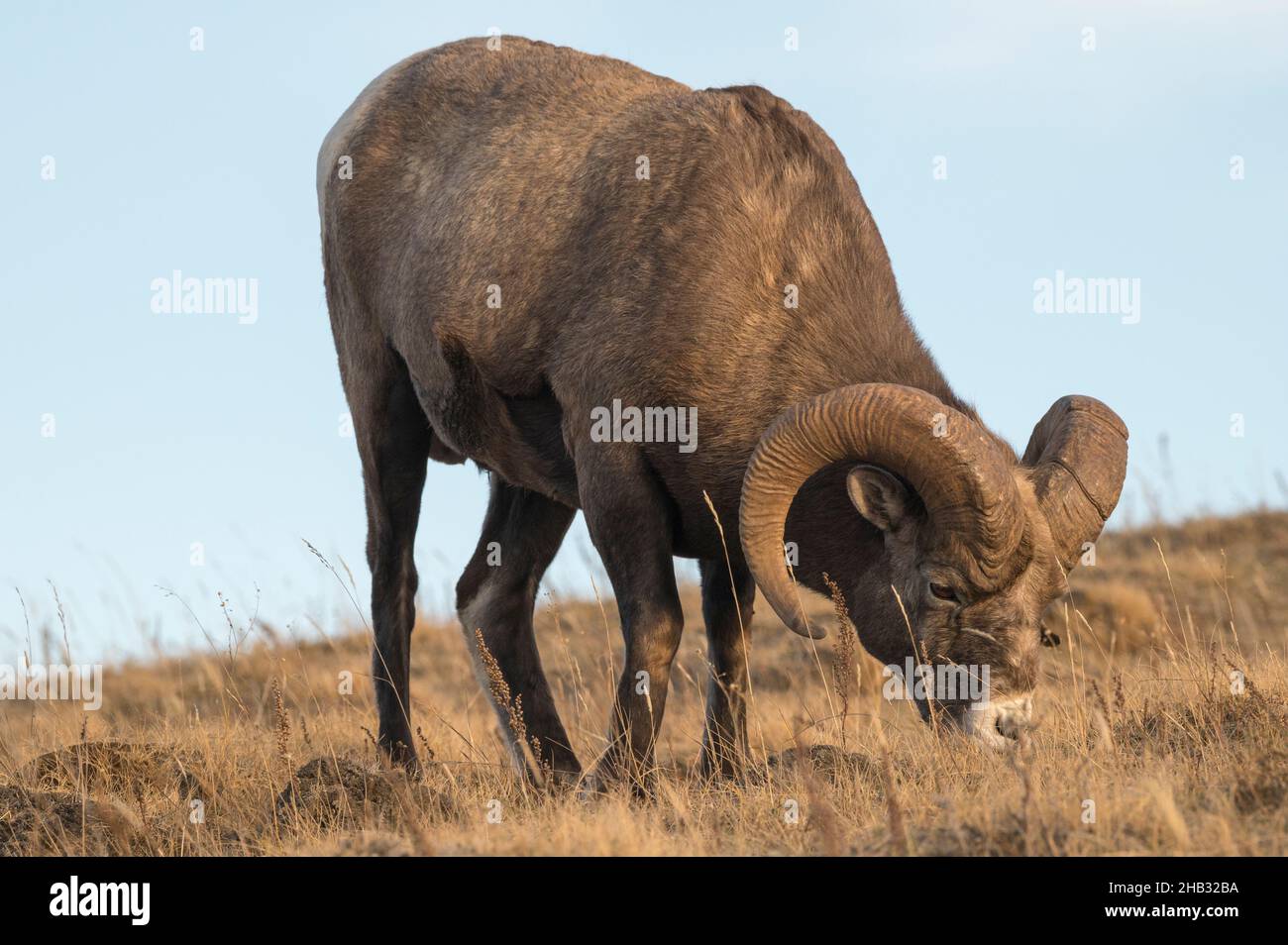 Rocky Mountain Bighorn Sheep Ram (Ovis canadensis), Jasper National ...