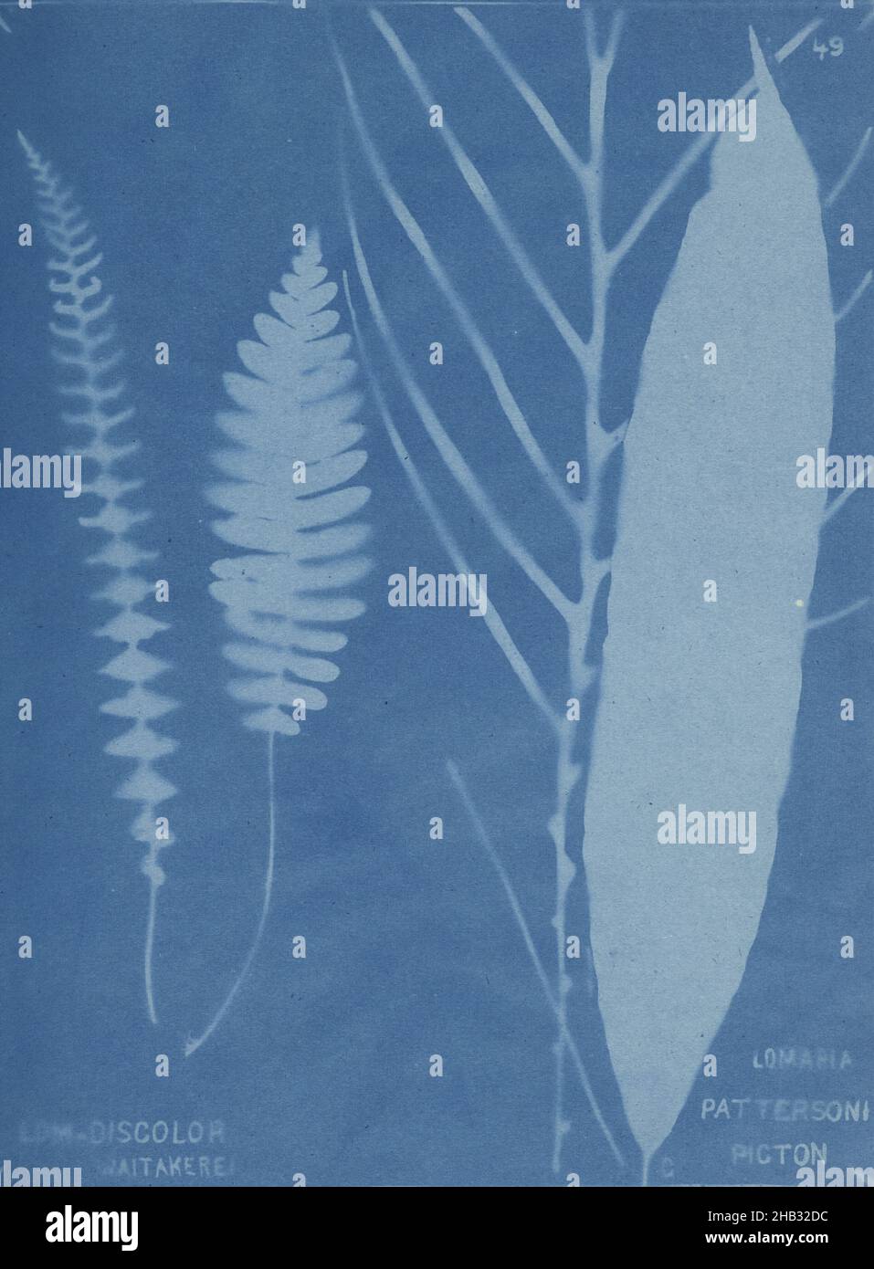 Lomaria discolor, Waitakerei and Lomaria pattersoni, Picton. From the ...