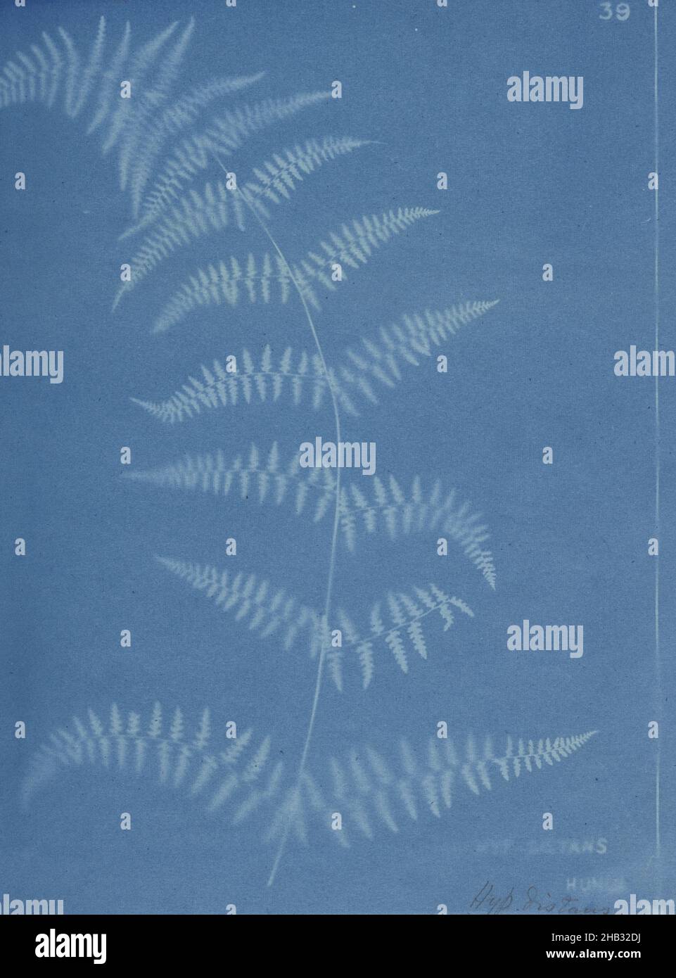 Hypolepis distans, Hunua. From the album: New Zealand ferns. 167 ...