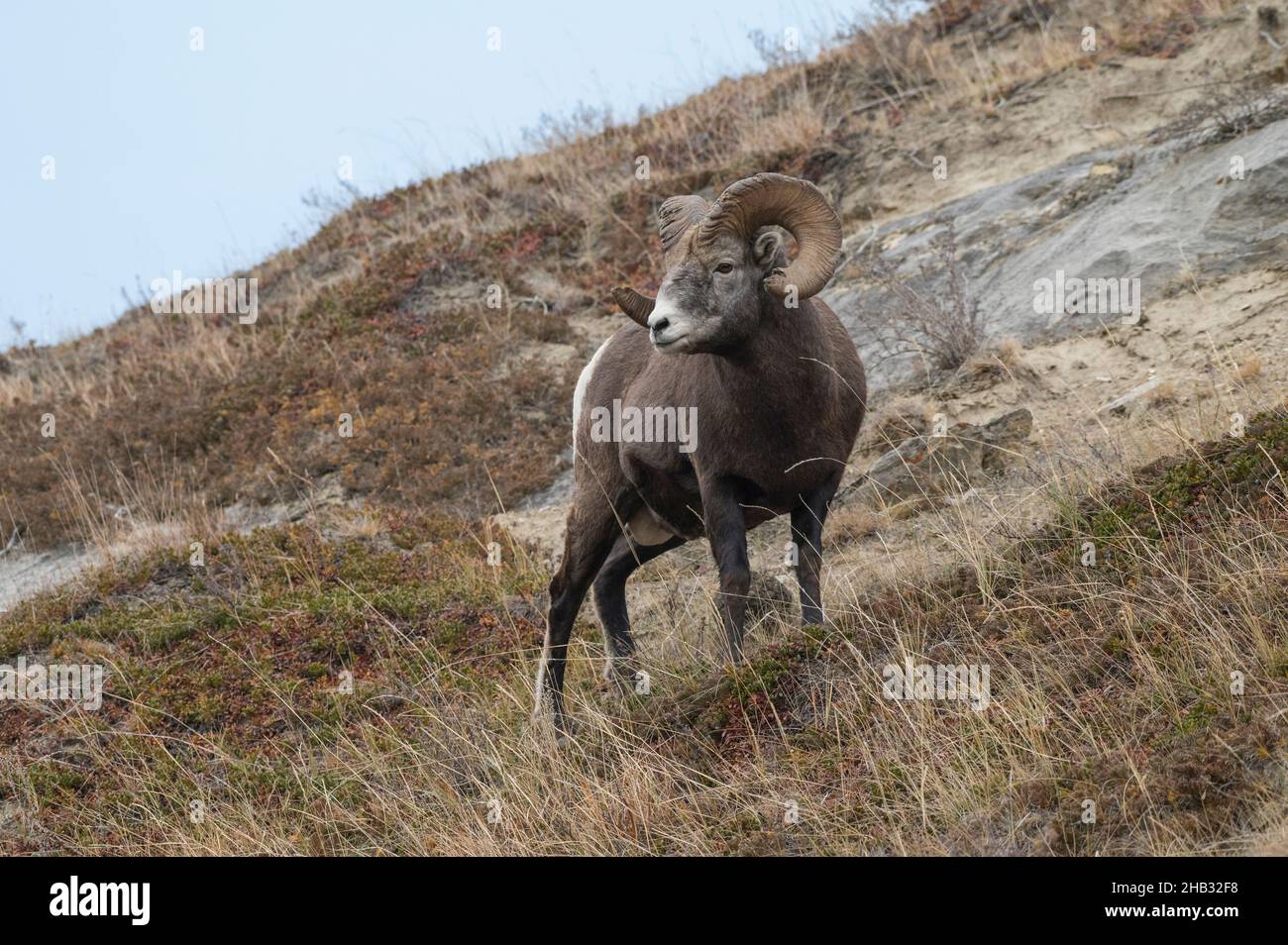 Rocky Mountain Bighorn Sheep Ram (Ovis canadensis), Jasper National ...