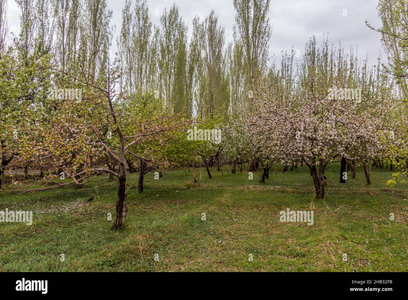 Cherry orchard in Zanjan, Iran Stock Photo - Alamy