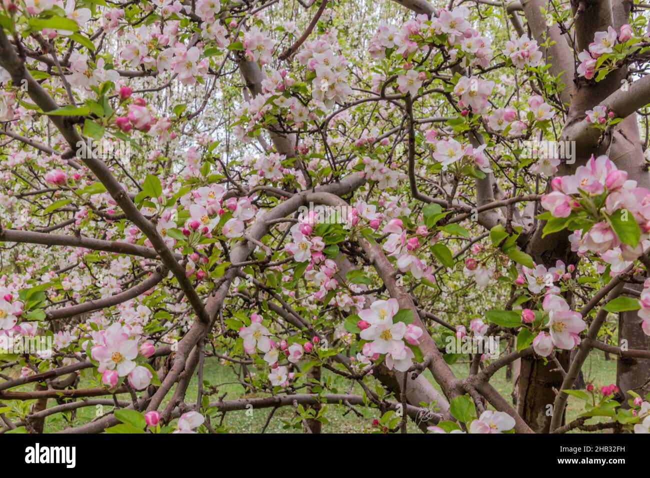 Tree orchard iran hi-res stock photography and images - Alamy