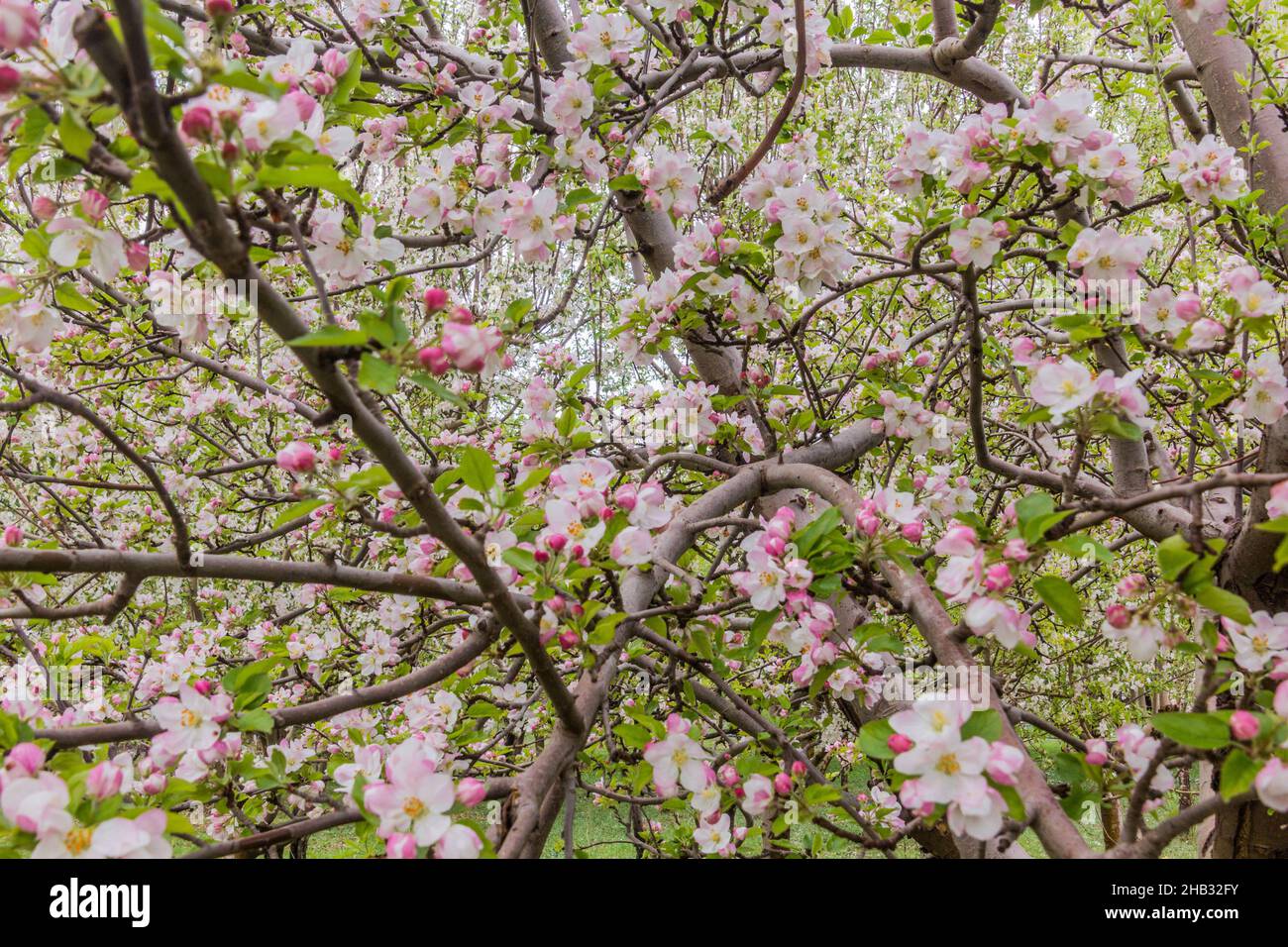 Tree orchard iran hi-res stock photography and images - Alamy