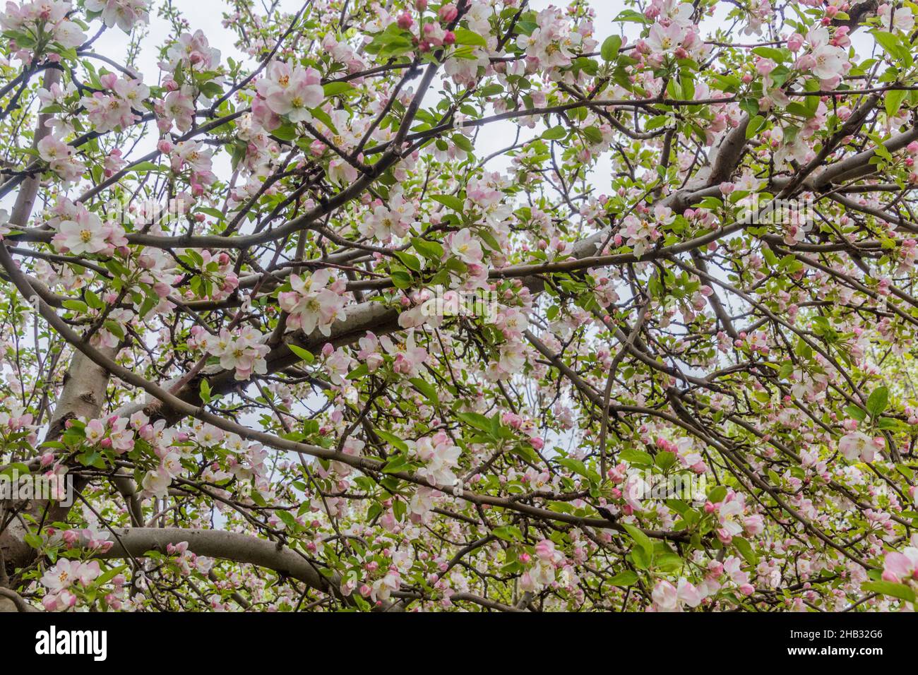 Tree orchard iran hi-res stock photography and images - Alamy