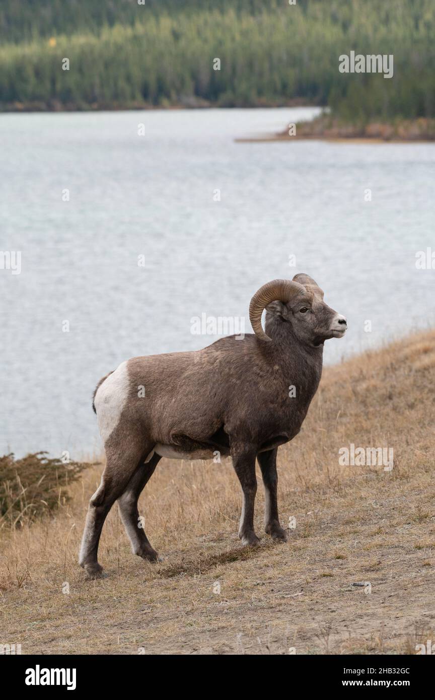 Rocky Mountain Bighorn Sheep Ram (Ovis canadensis), Jasper National ...
