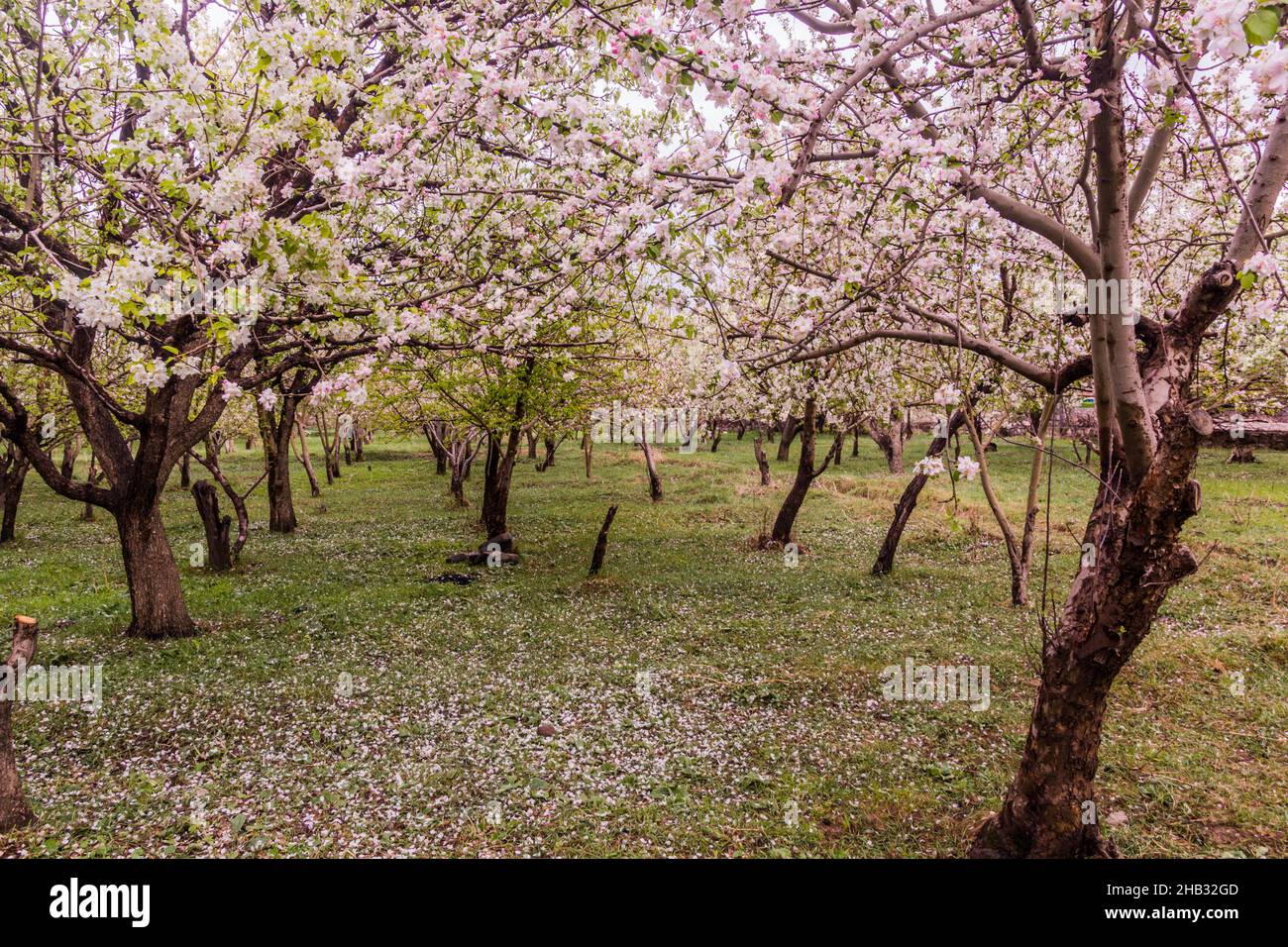 Tree orchard iran hi-res stock photography and images - Alamy