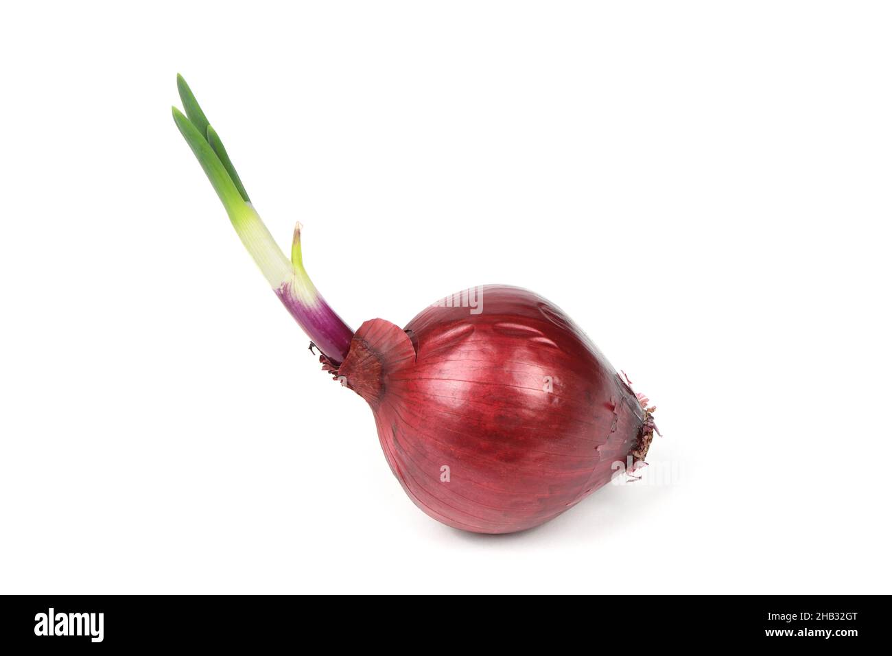 Spring onion isolated on white background. Sprouted red onion. High ...