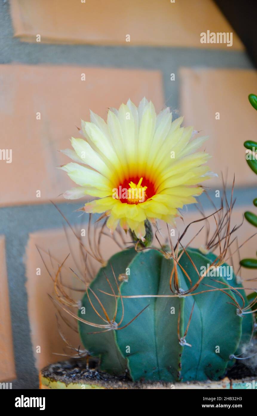 Yellow flowering cactus hi-res stock photography and images - Alamy
