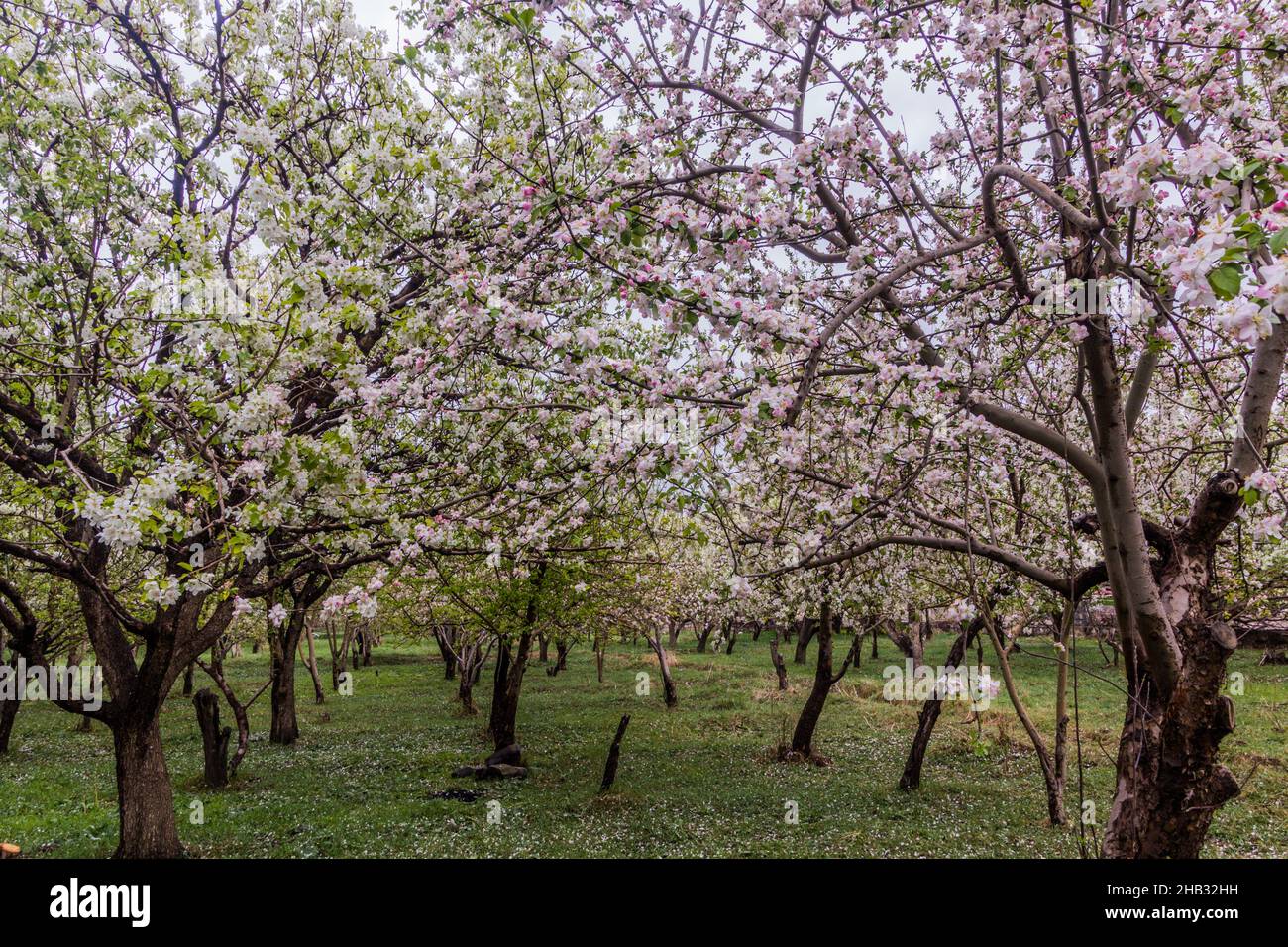 Cherry orchard in Zanjan, Iran Stock Photo - Alamy