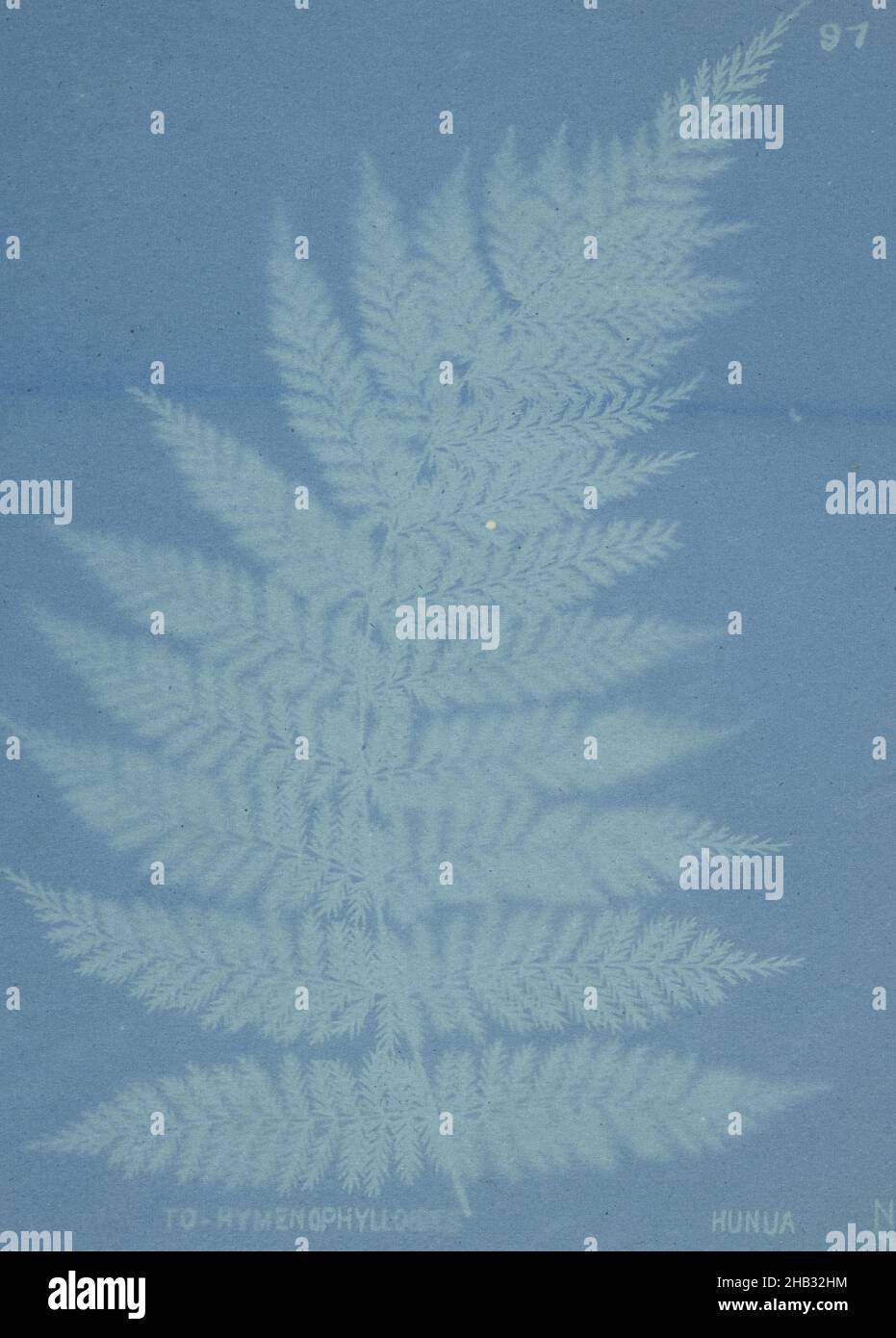 Todea hymenophylloides hi-res stock photography and images - Alamy