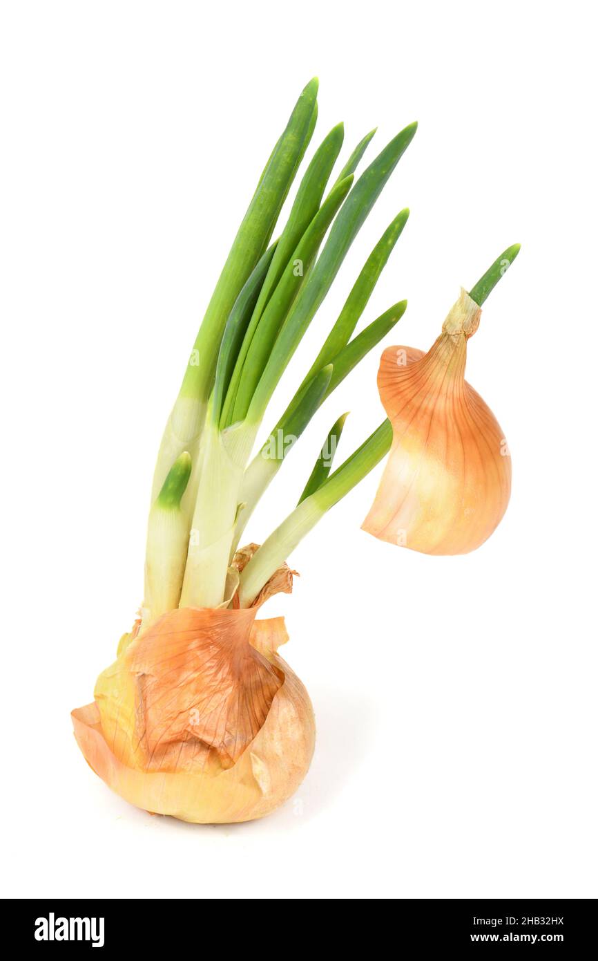 Spring onion isolated on white background. Sprouted yellow onion. High ...