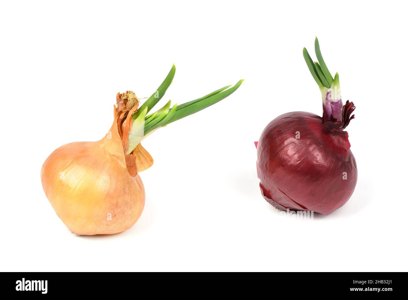 Spring onion isolated on white background. Sprouted red and yellow ...