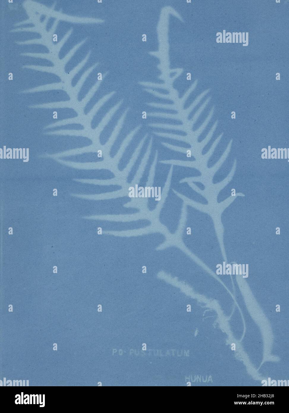 Polypodium pustulatum, Hunua. From the album: New Zealand ferns. 167 ...
