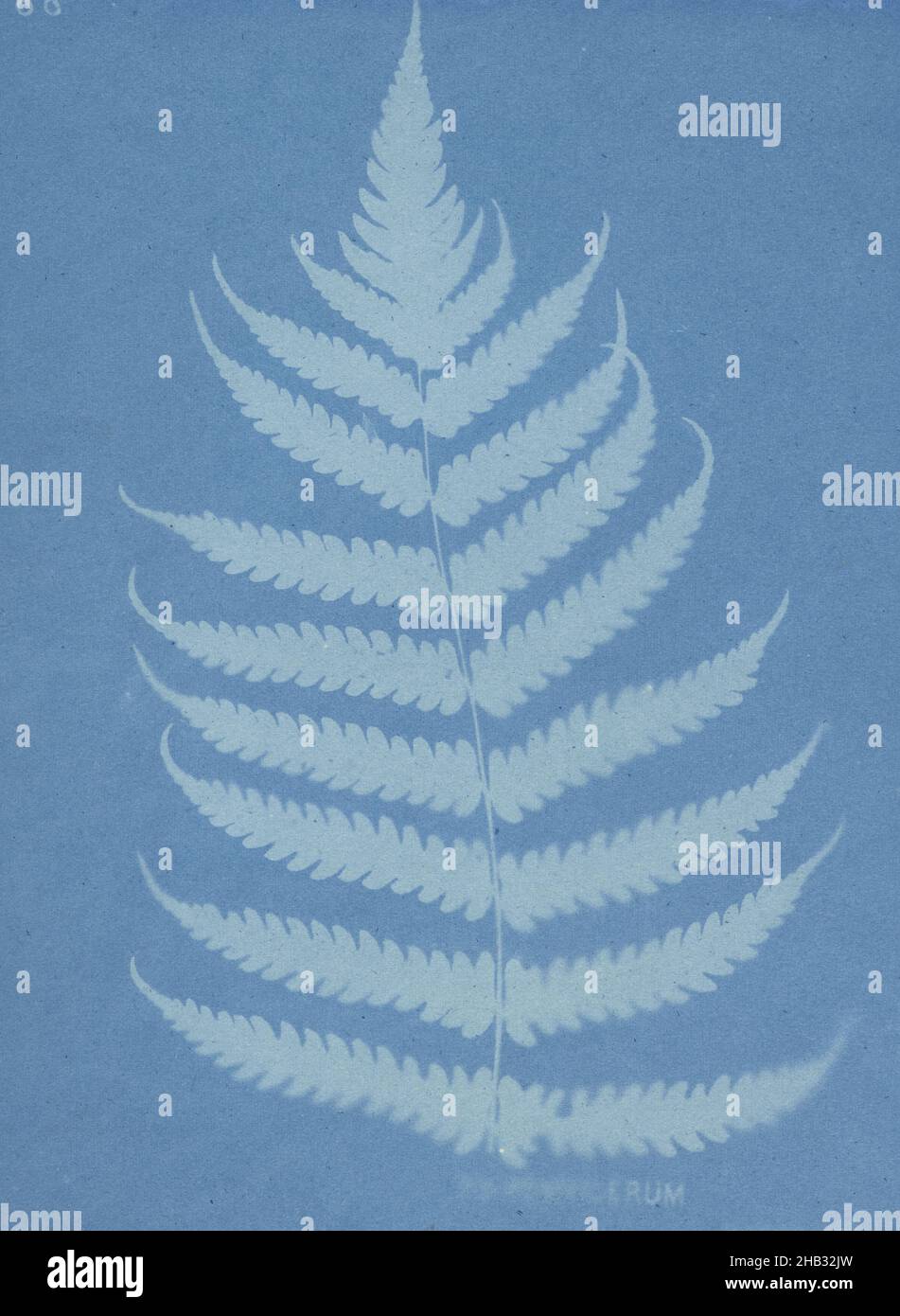 Polypodium pubigerum. From the album: New Zealand ferns. 167 varieties ...