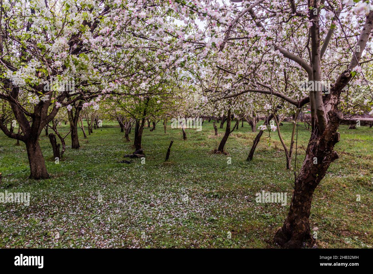 Tree orchard iran hi-res stock photography and images - Alamy