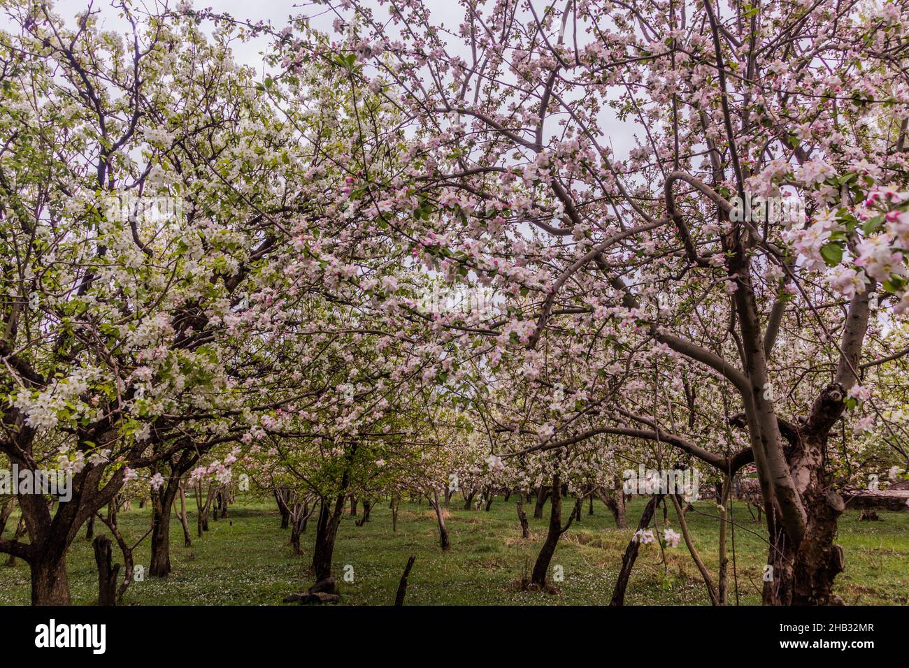 Tree orchard iran hi-res stock photography and images - Alamy