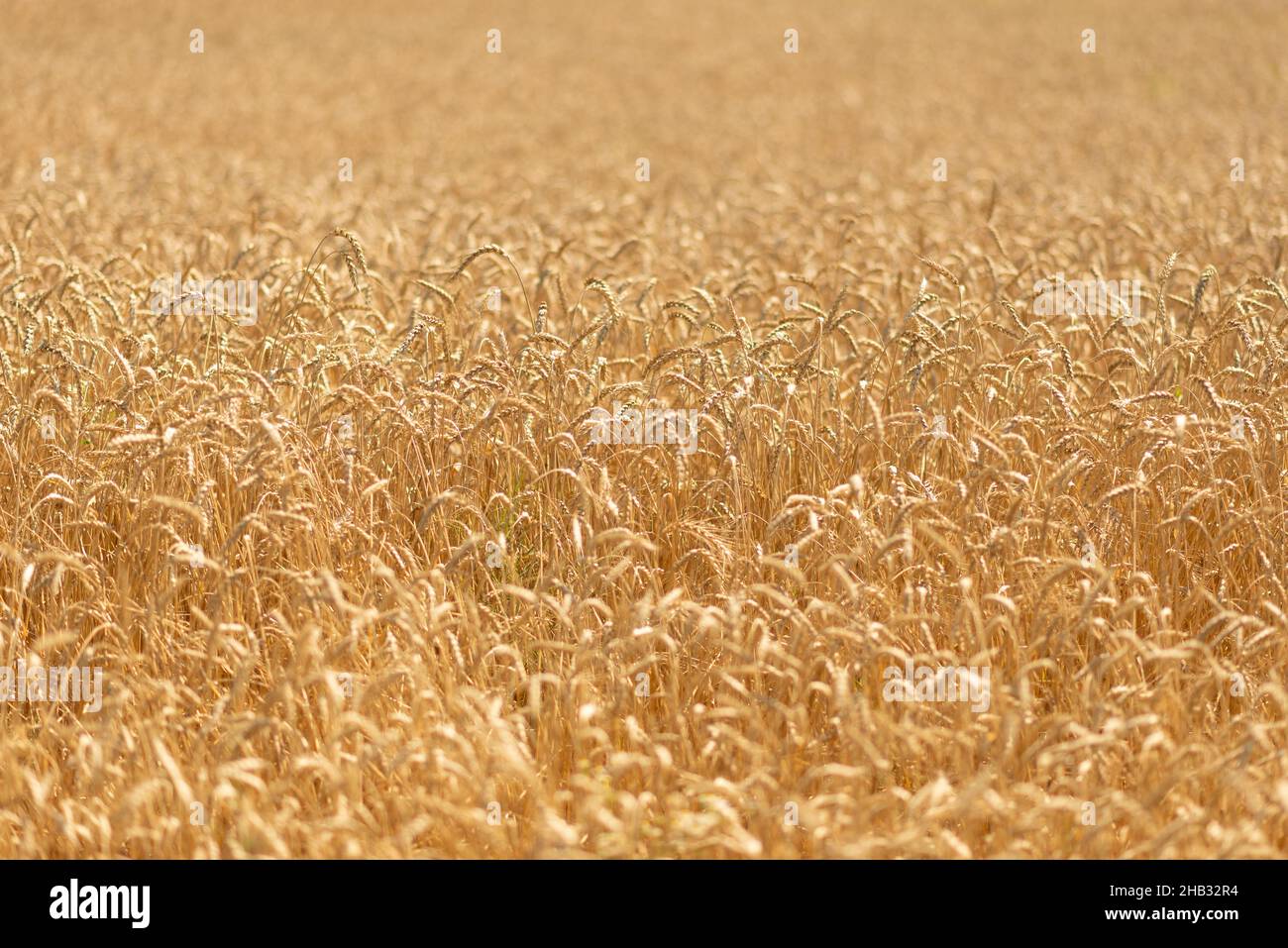Beautiful golden field wheat hi-res stock photography and images - Alamy