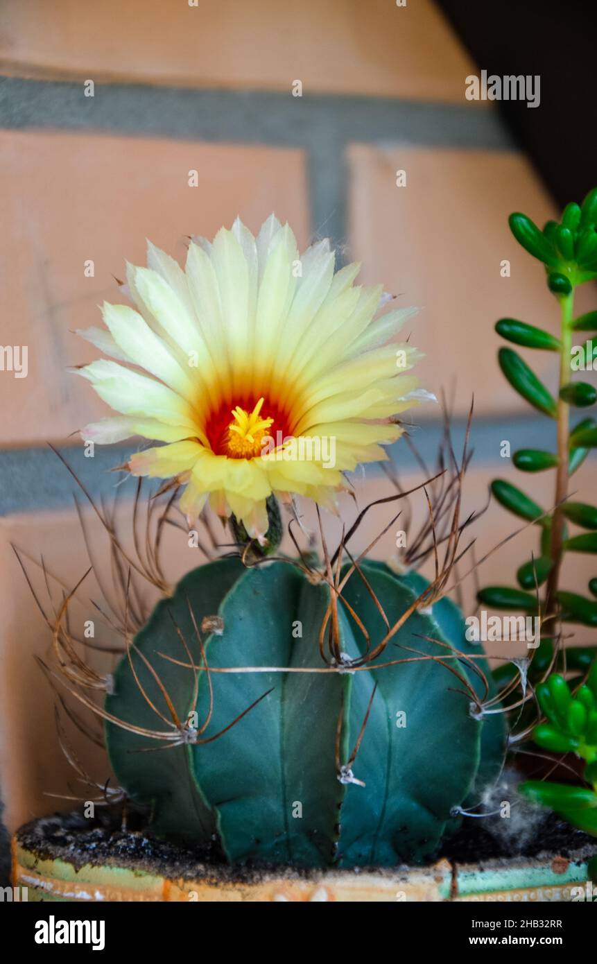 Bright yellow flowering succulent hi-res stock photography and images ...