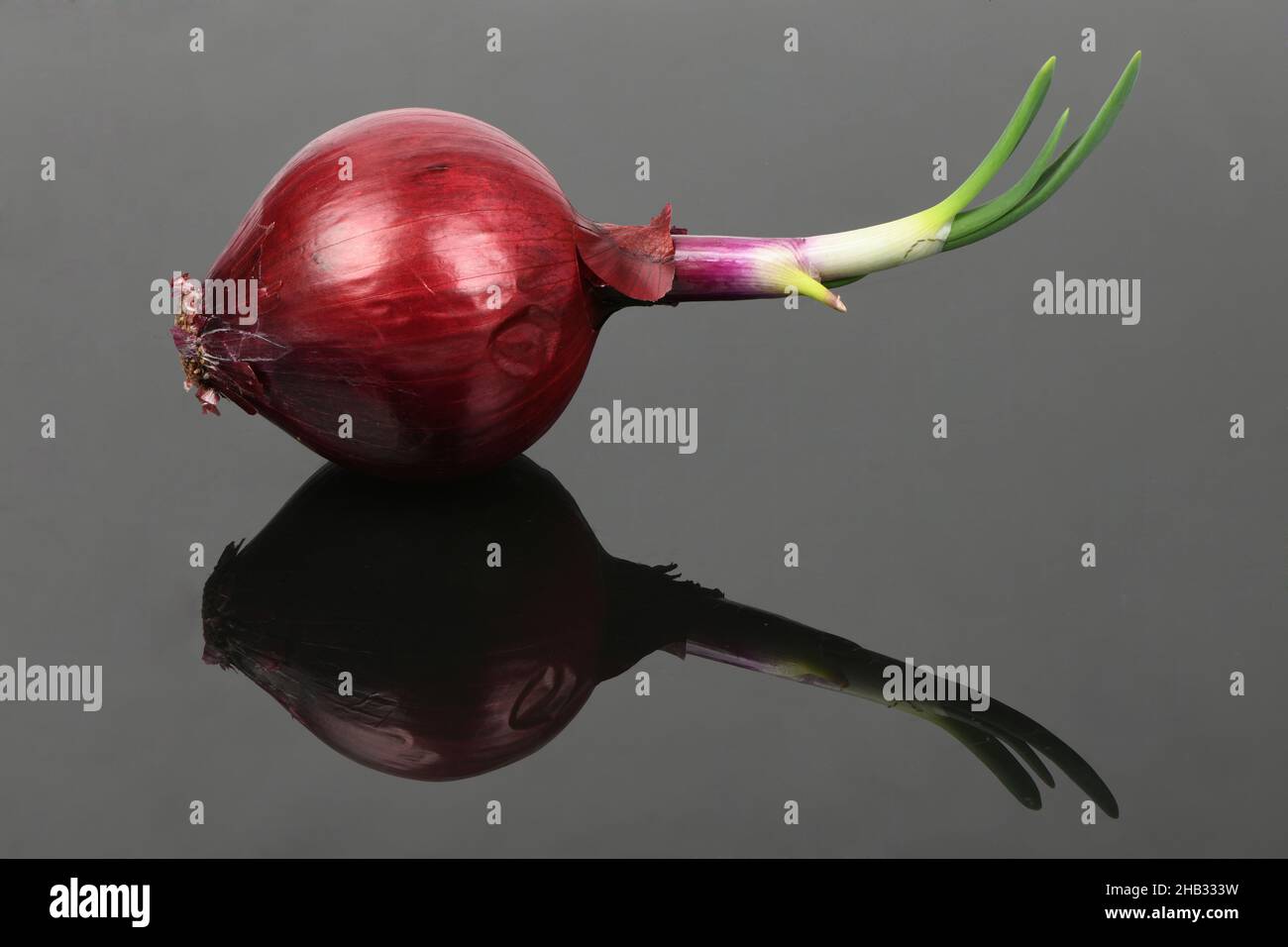 Spring onionon on black acrylic background. Sprouted red onion. High ...