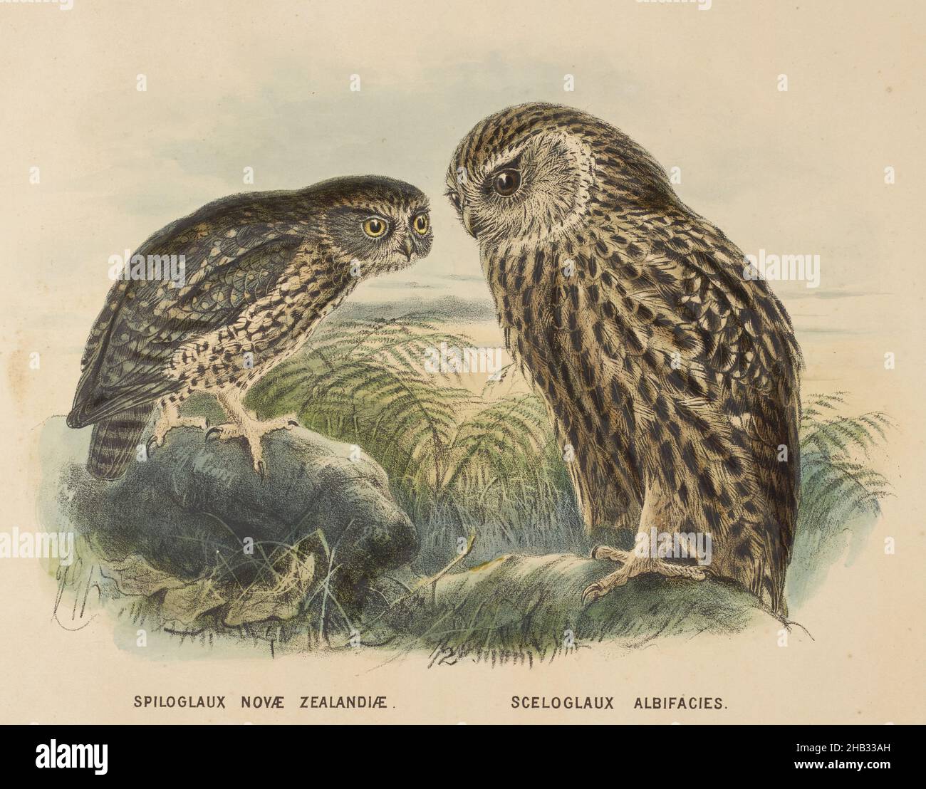 Morepork (Ruru) and Laughing owl (Whekau) (Spiloglaux Novae Zealandiae ...