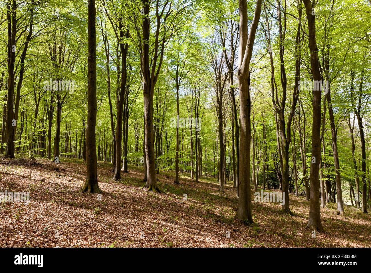 Open woodland with beech trees (Fagus sylvatica) in new Spring leaf ...